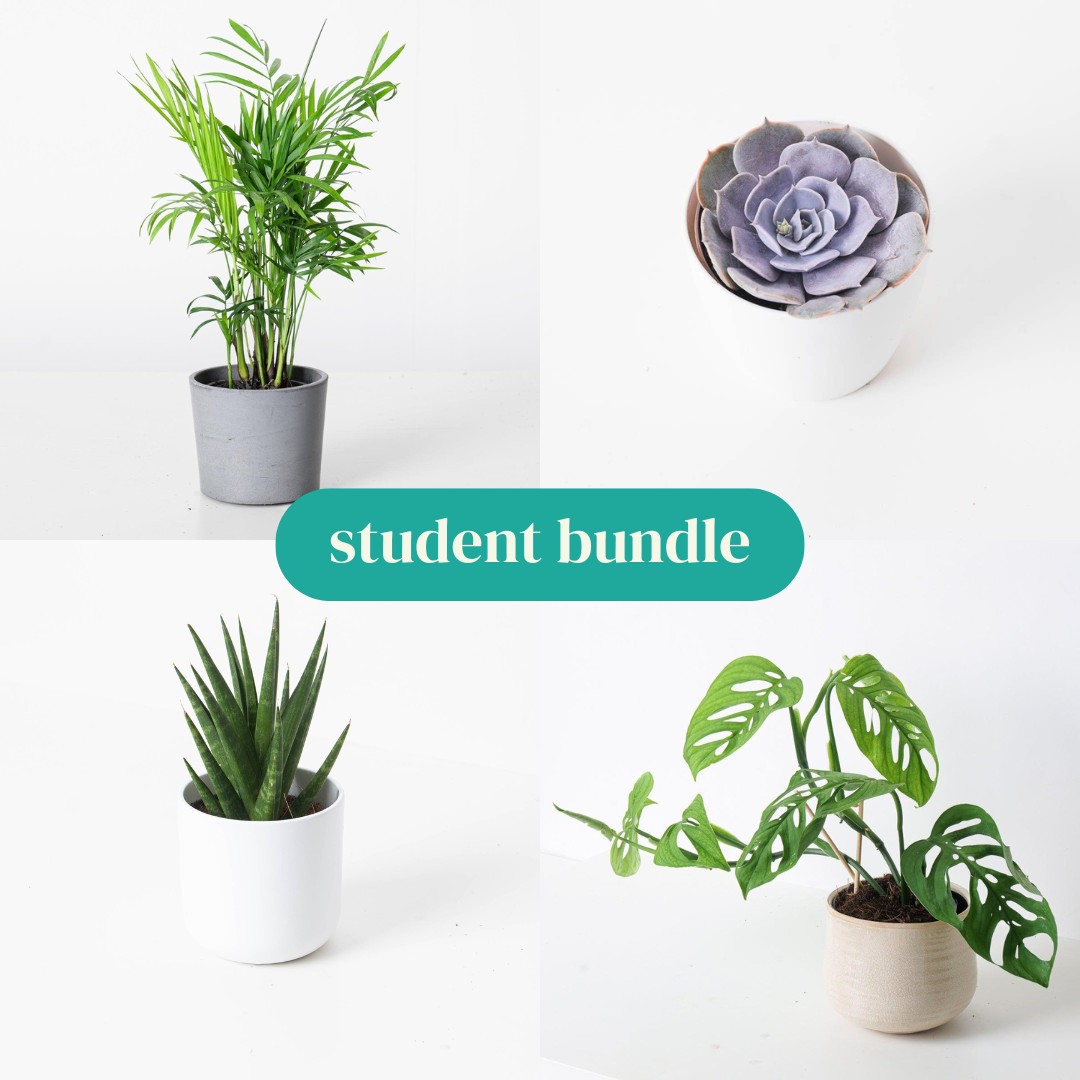 Student Bundle | Indoor Plants and Accessories – House of Kojo
