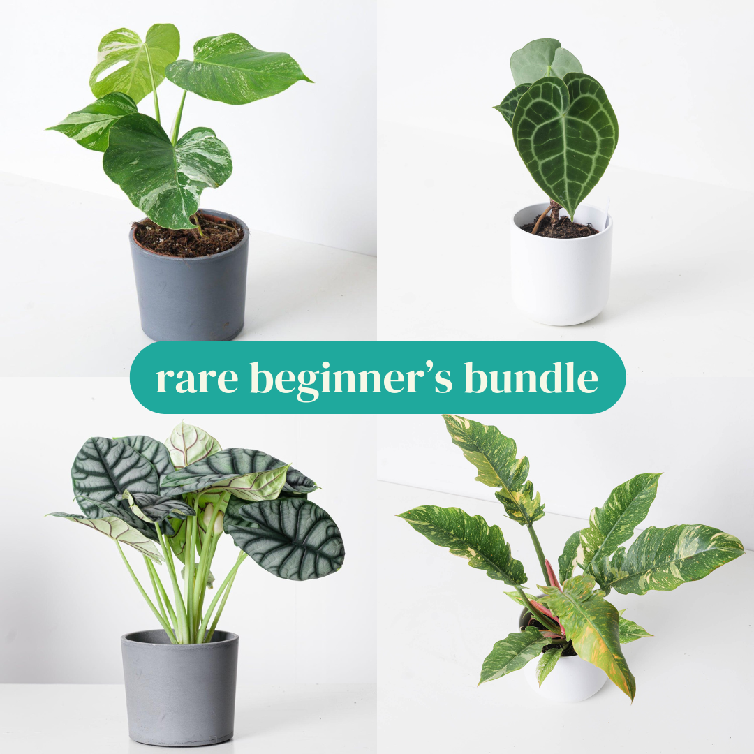 Rare Beginner's Bundle | Indoor Plants and Accessories – House of Kojo