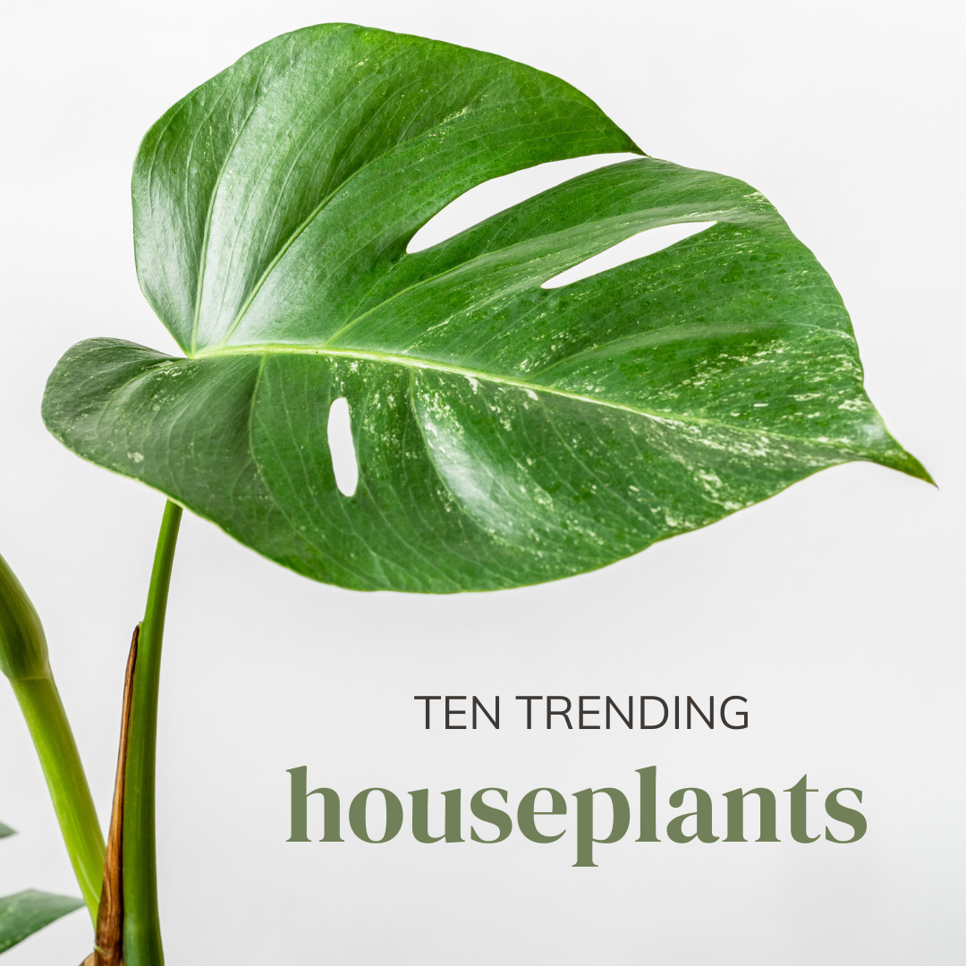 Ten trending houseplants in 2024 so far | House of Kojo