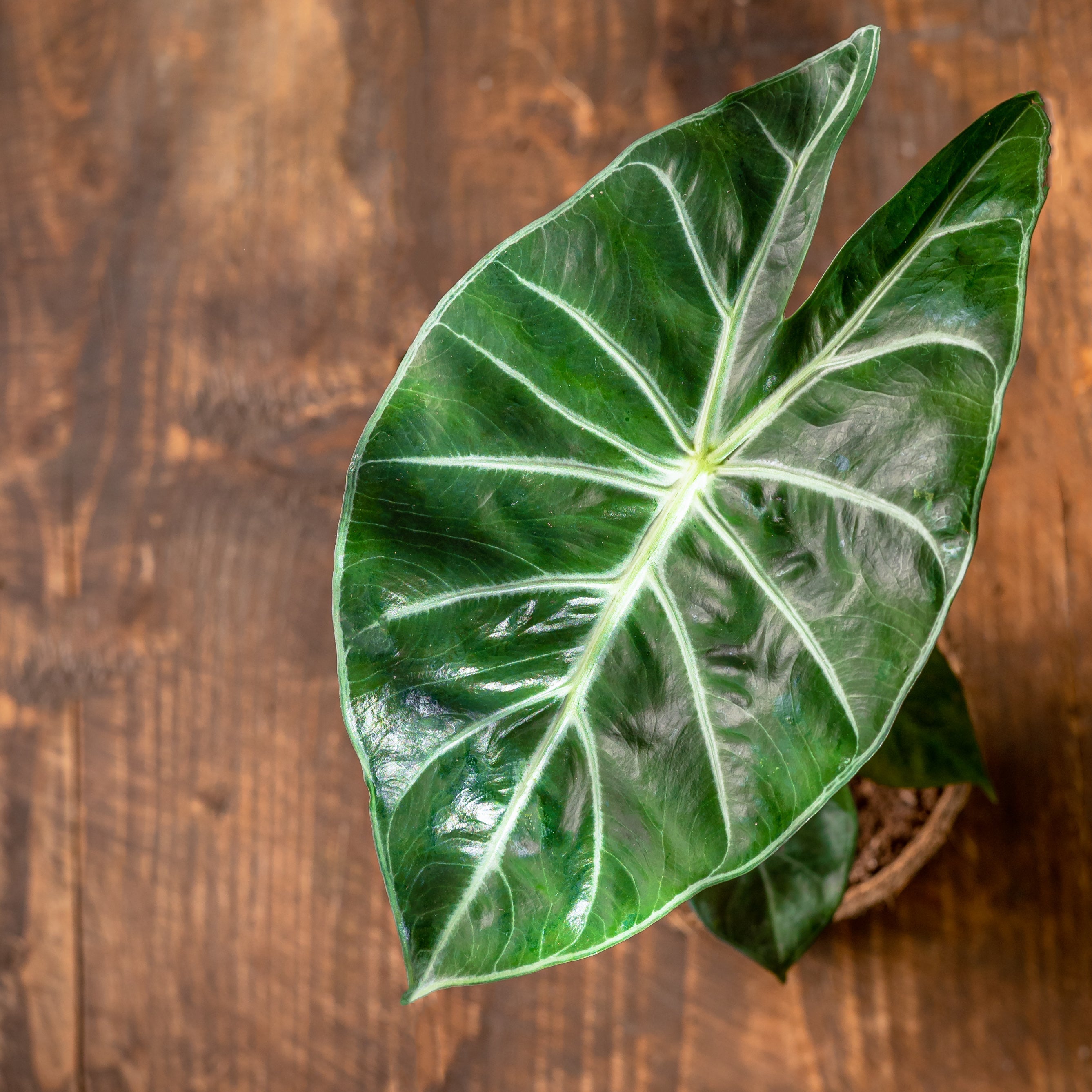 Alocasia | House of Kojo