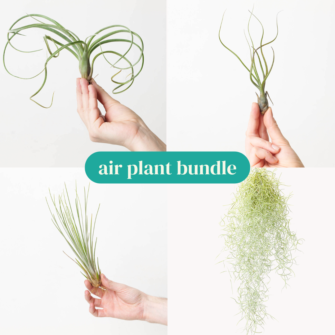 Air Plant Bundle | Indoor Plants and Accessories – House of Kojo