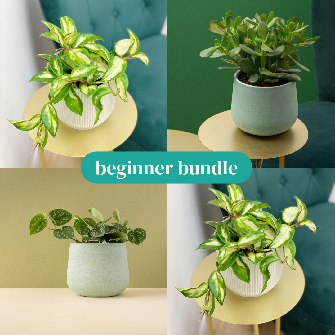 Beginner Friendly Bundle | Indoor Plants and Accessories – House of Kojo