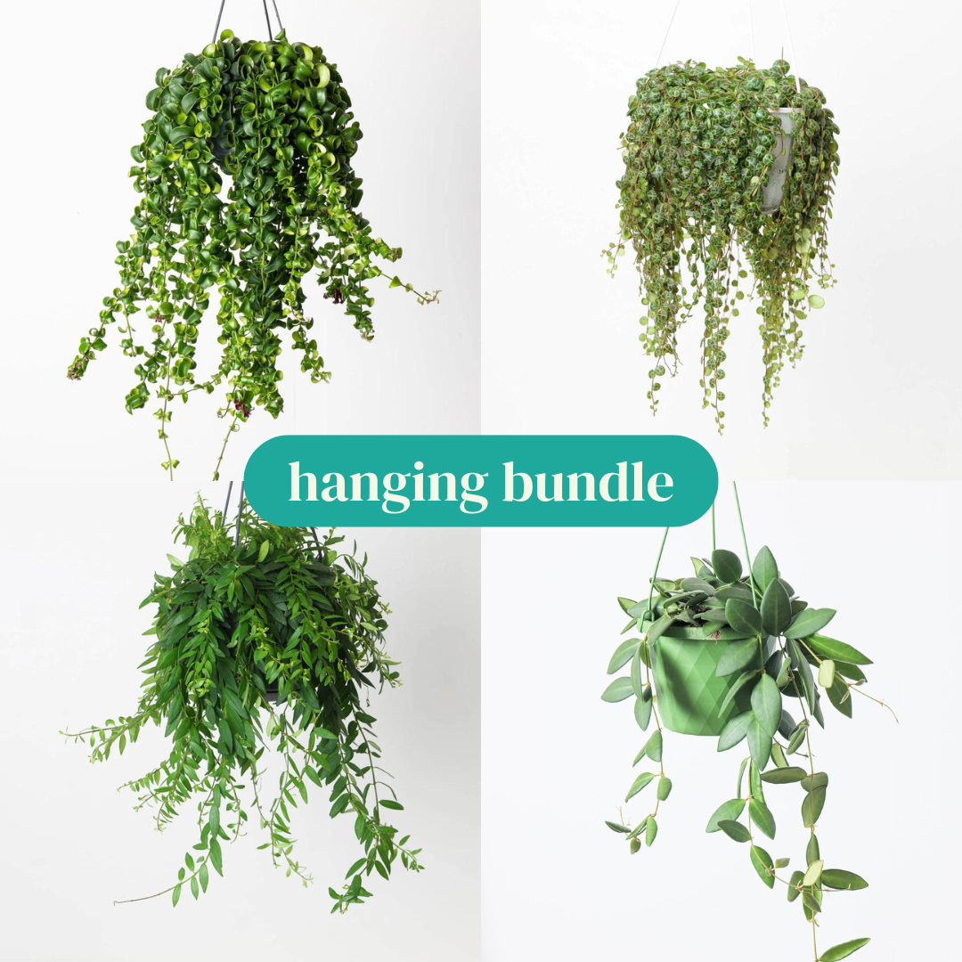 Hanging Houseplant Bundle | Indoor Plants and Accessories – House of Kojo