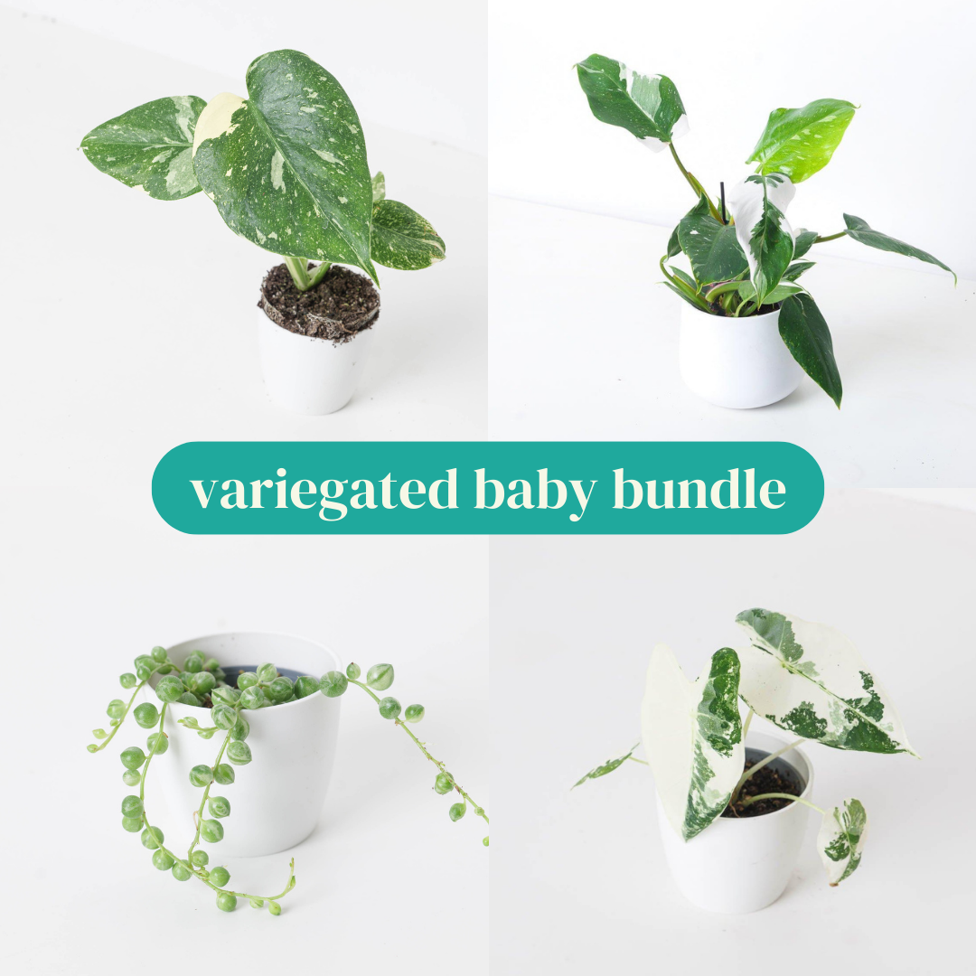 Variegated Baby Bundle | Indoor Plants and Accessories – House of Kojo
