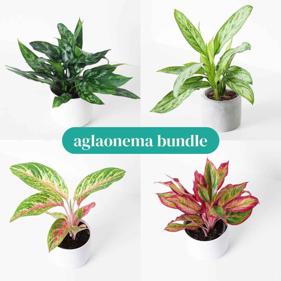 Aglaonema Bundle | Indoor Plants and Accessories – House of Kojo