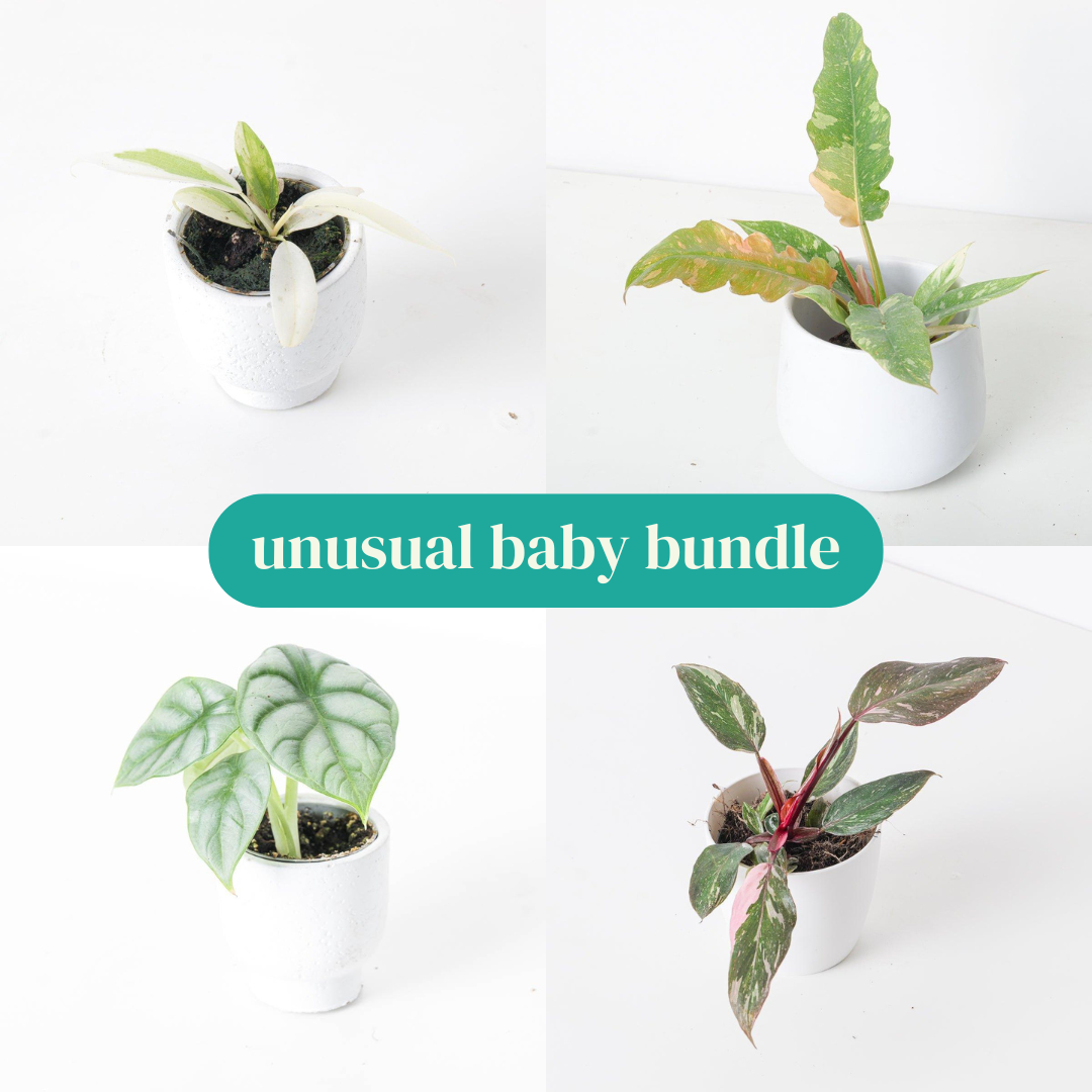 Unusual Baby Bundle | Indoor Plants and Accessories – House of Kojo