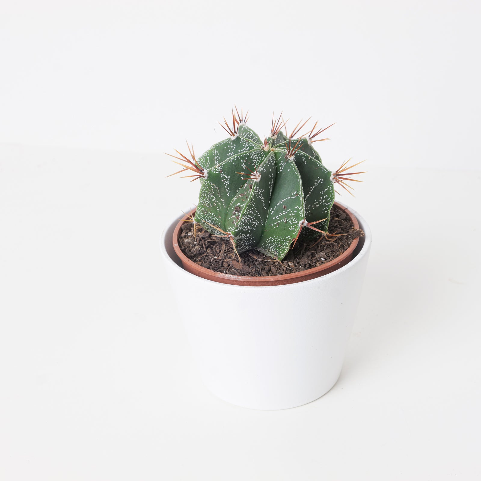 Astrophytum ornatum | Bishop's Cap Cactus | Indoor Plants and ...