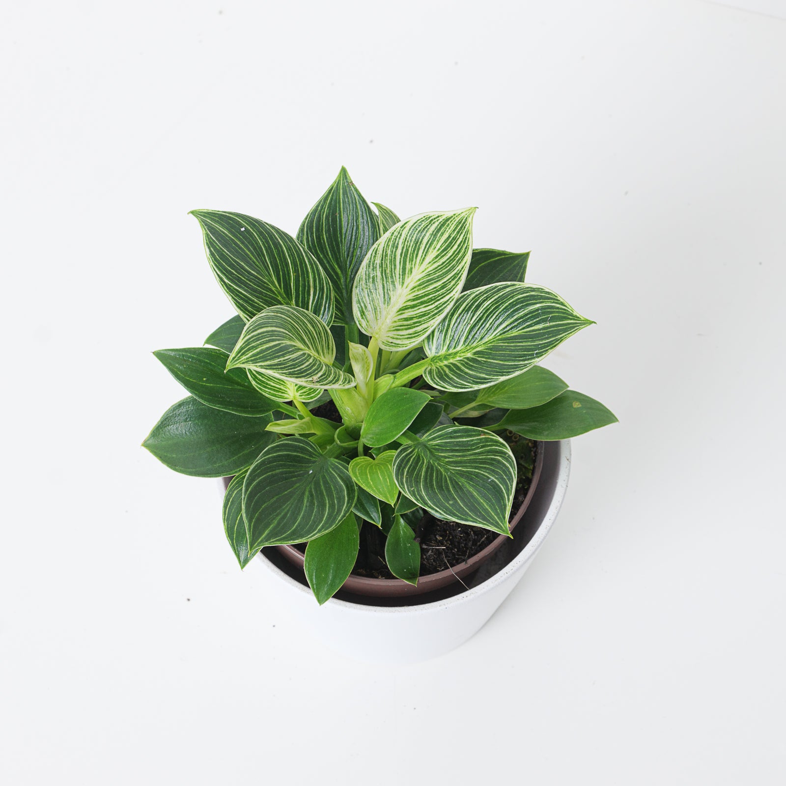 Philodendron Birkin Mini | Indoor Plants and Accessories – House of Kojo