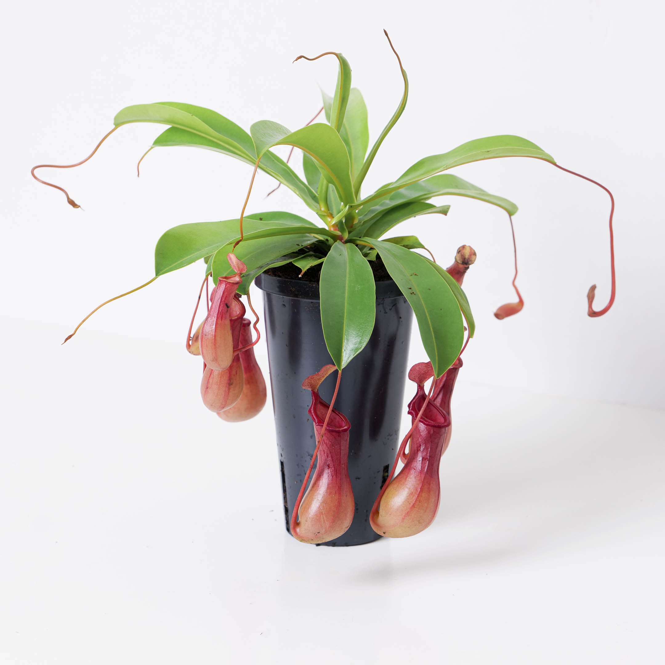 Nepenthes alata | Monkey Jar Plant | Pitcher Plant | Indoor Plants and ...