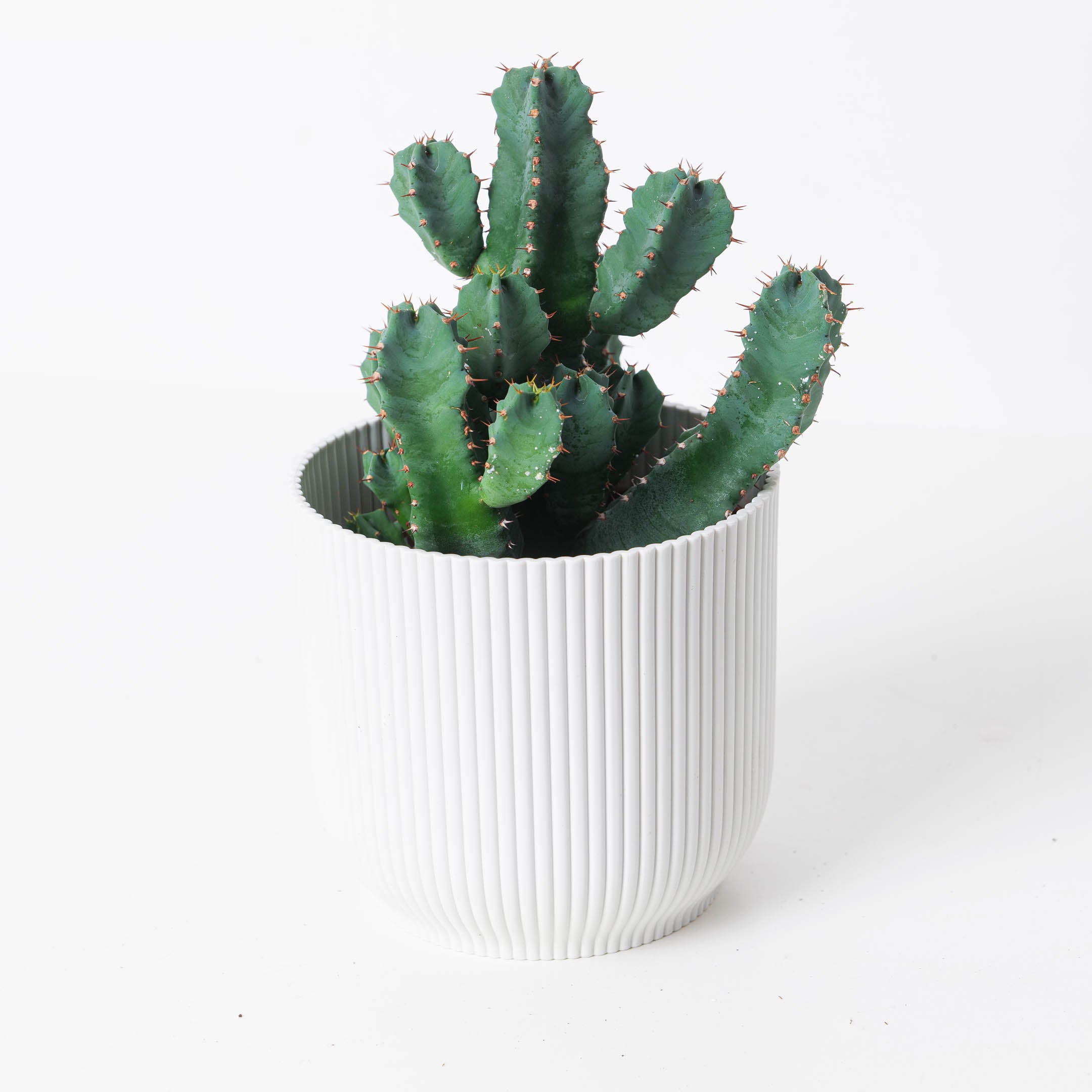 Euphorbia resinifera | African Spurge Plant | Indoor Plants and ...