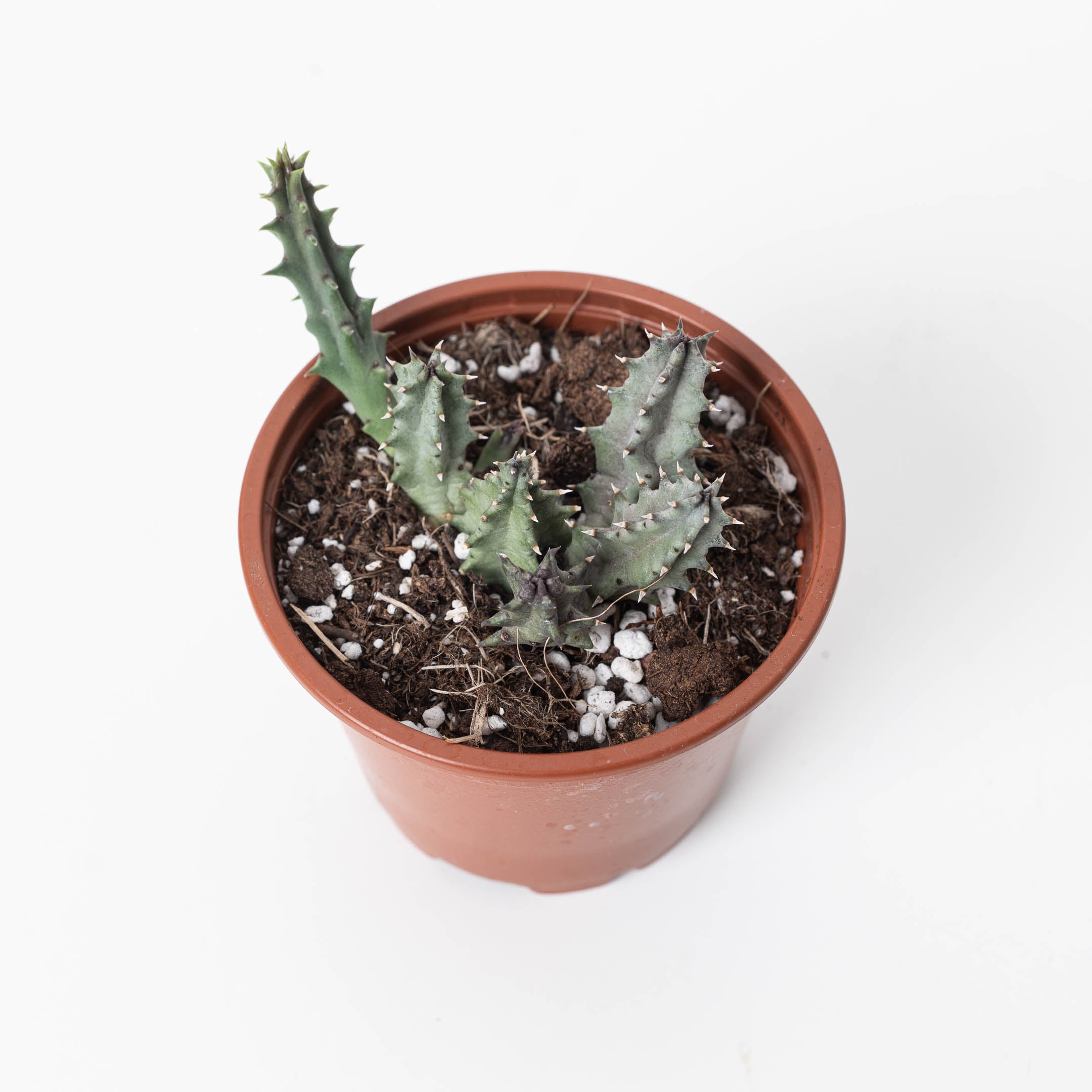 Huernia primulina (Stapeliad) | Indoor Plants and Accessories – House ...