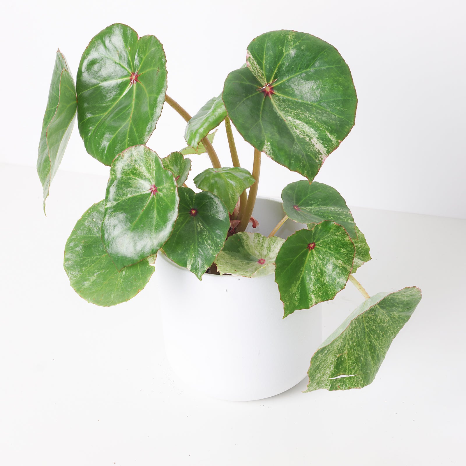 Begonia Rouge Variegated | Indoor Plants and Accessories – House of Kojo
