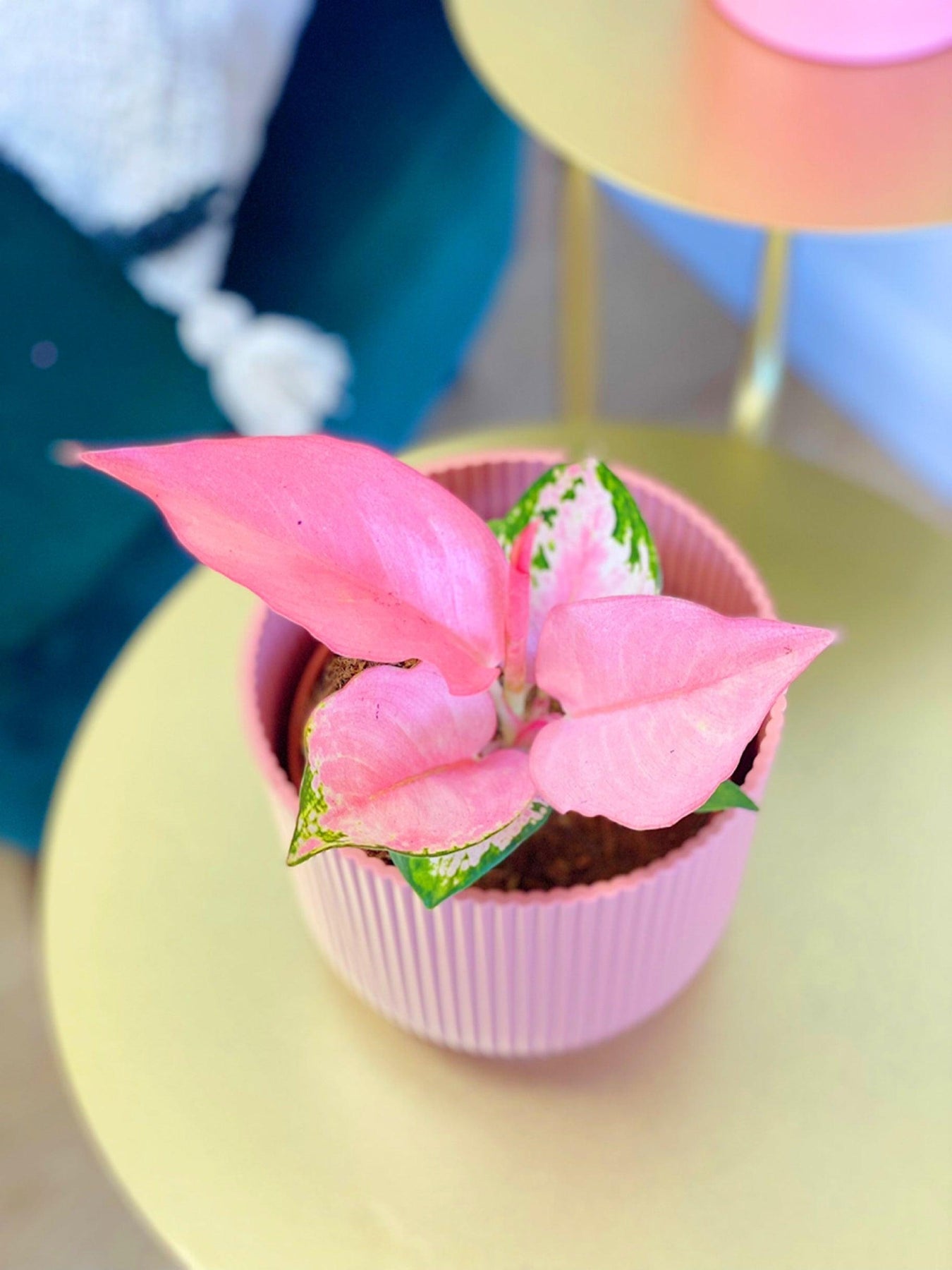 Aglaonema Light Pink | Chinese Evergreen | House Plant | Indoor Plants ...