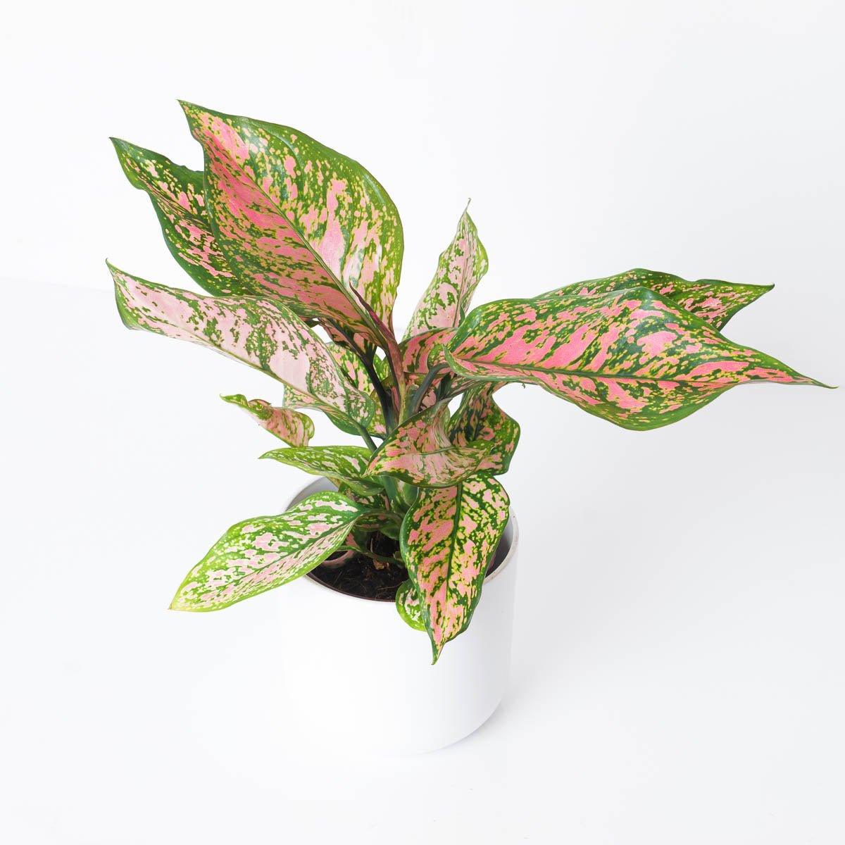 Aglaonema Spotted Star | Indoor Plants and Accessories – House of Kojo