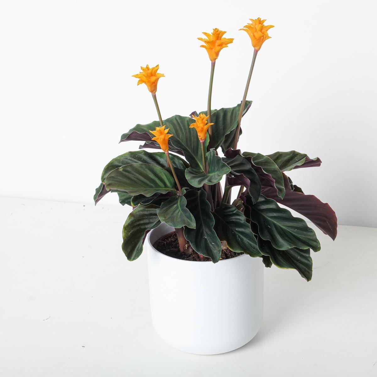 Calathea crocata | Indoor Plants and Accessories – House of Kojo