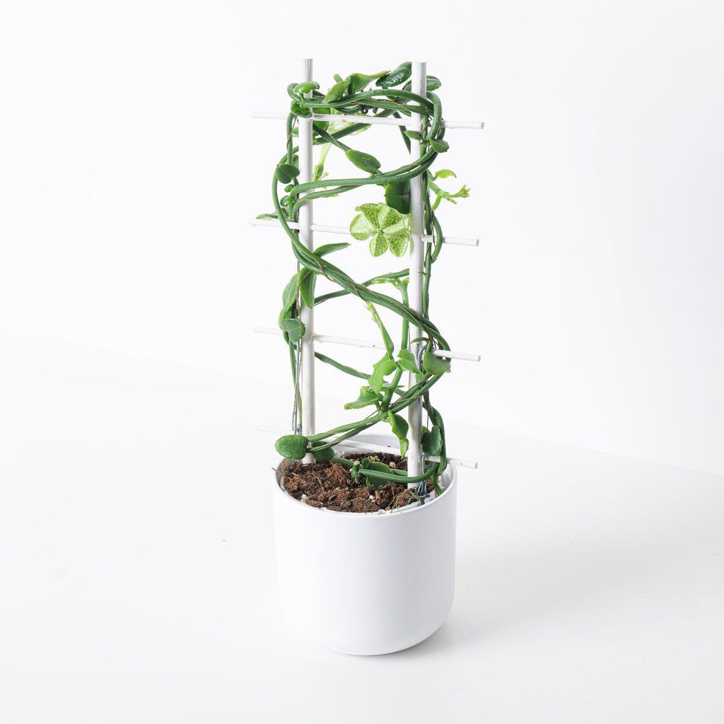 Plant With Chute Portable Tub, Alley, And Easy Catch Squeeze Chute