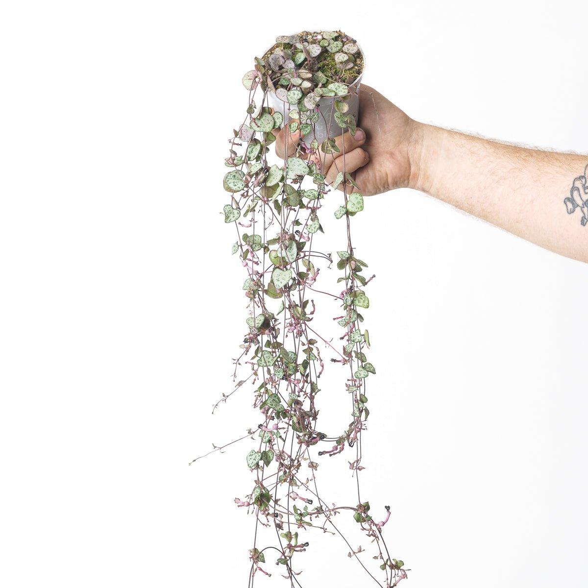Ceropegia woodii 'Silver Glory' | String of Hearts | Indoor Plants and ...