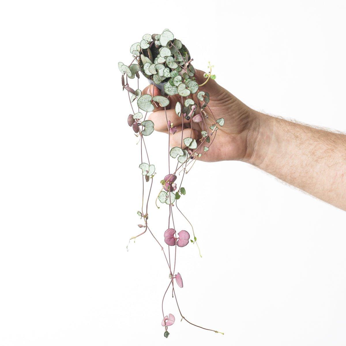 Ceropegia woodii 'Silver Glory' | String of Hearts | Indoor Plants and ...