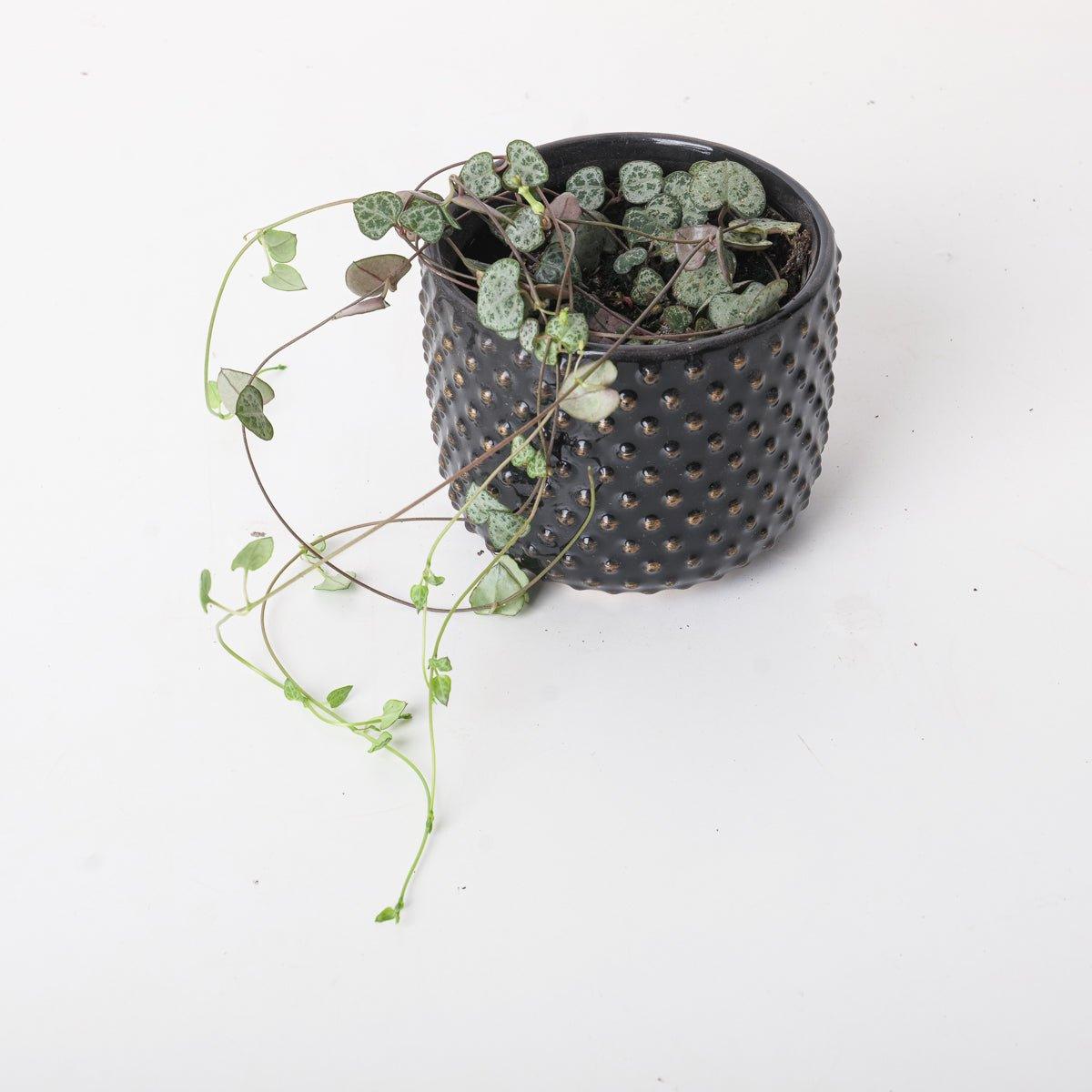 Ceropegia woodii 'Silver Glory' | String of Hearts | Indoor Plants and ...