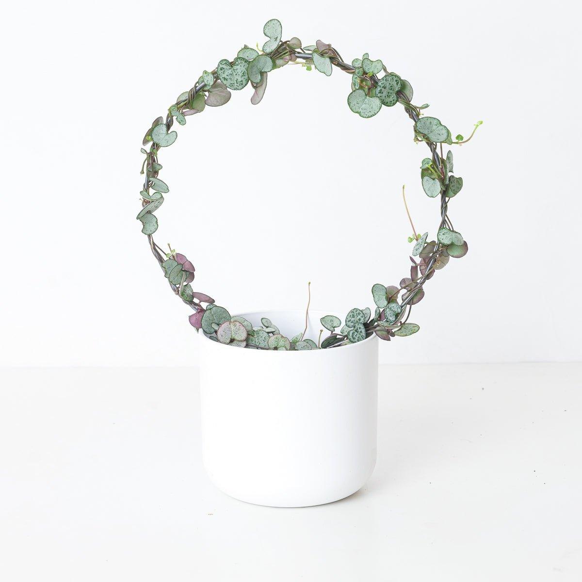 Ceropegia woodii 'Silver Glory' | String of Hearts | Indoor Plants and ...