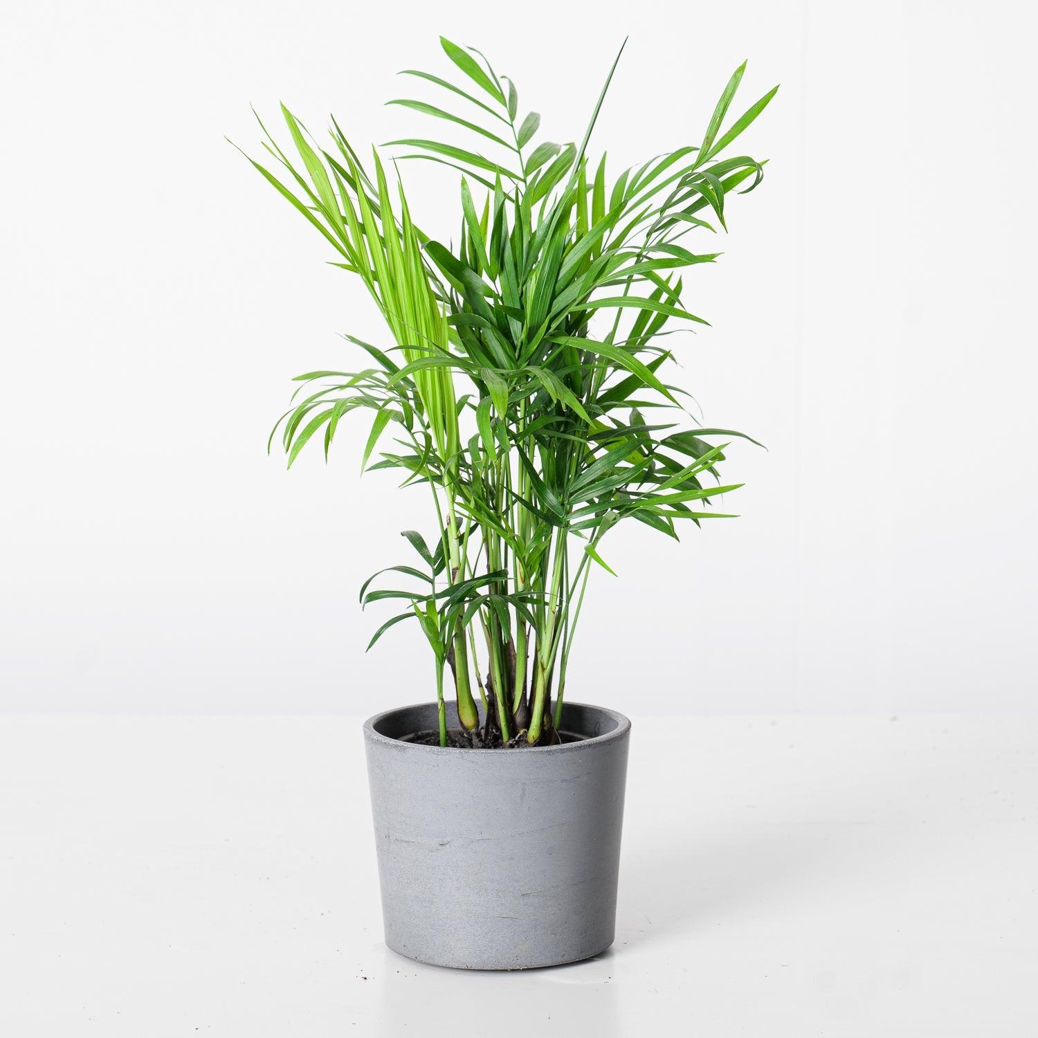 Chamaedorea Elegans | Parlour Palm | Indoor Plants and Accessories ...