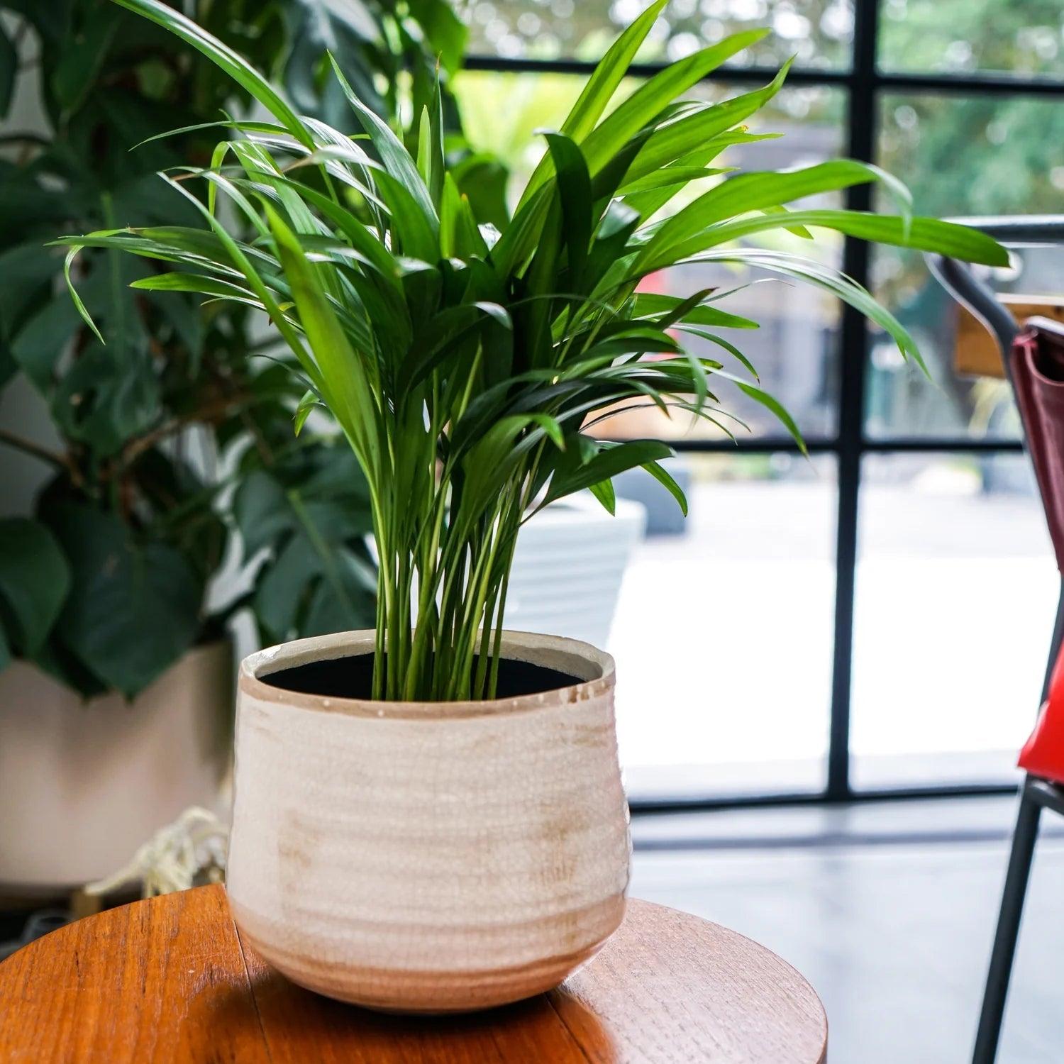Como Ivory Plant Pot | Indoor Plants and Accessories – House of Kojo