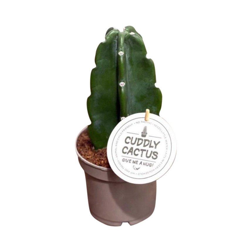 Cuddly Cactus | Cereus Jamacaru | Easy Care Pet Friendly House Plant ...