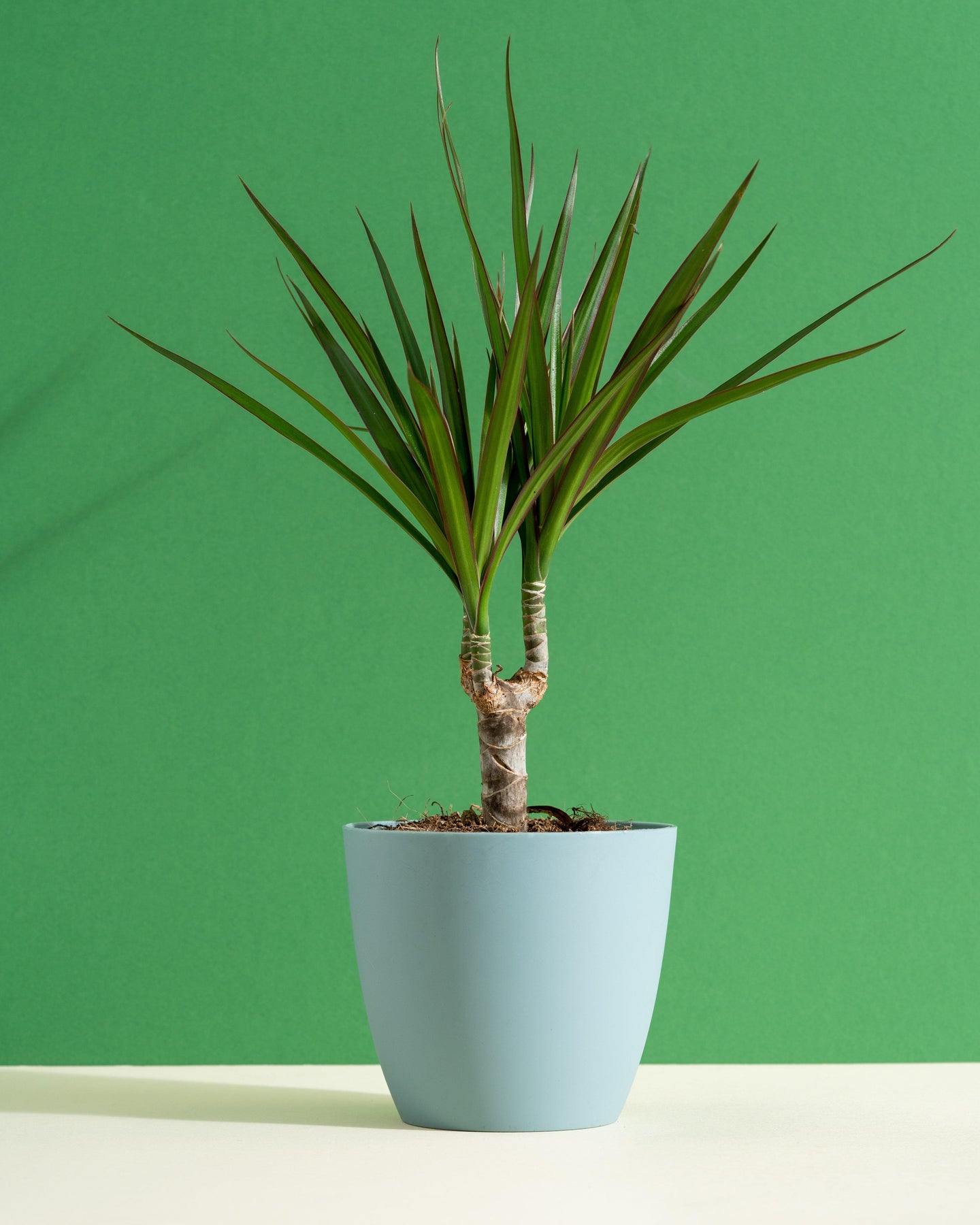 Dracaena Marginata Magenta | Dragon Tree | 11cm Pot | Easy Care House ...