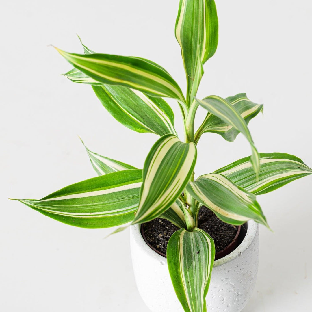 Dracaena Sanderiana White Green
