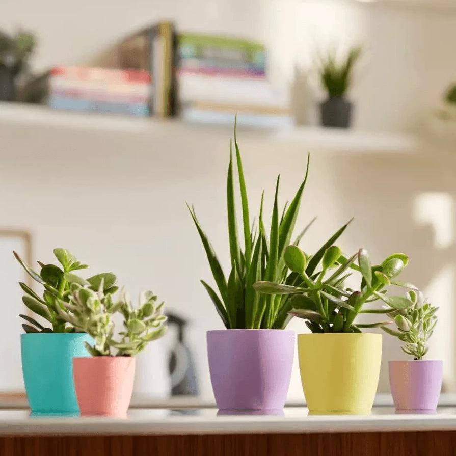 Elho Brussels Mini Round Pot | Indoor Plants and Accessories – House of ...
