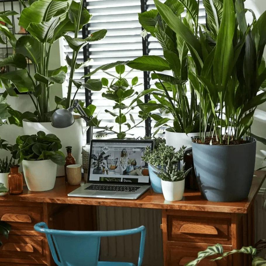 Elho Brussels Round | Indoor Plants and Accessories – House of Kojo