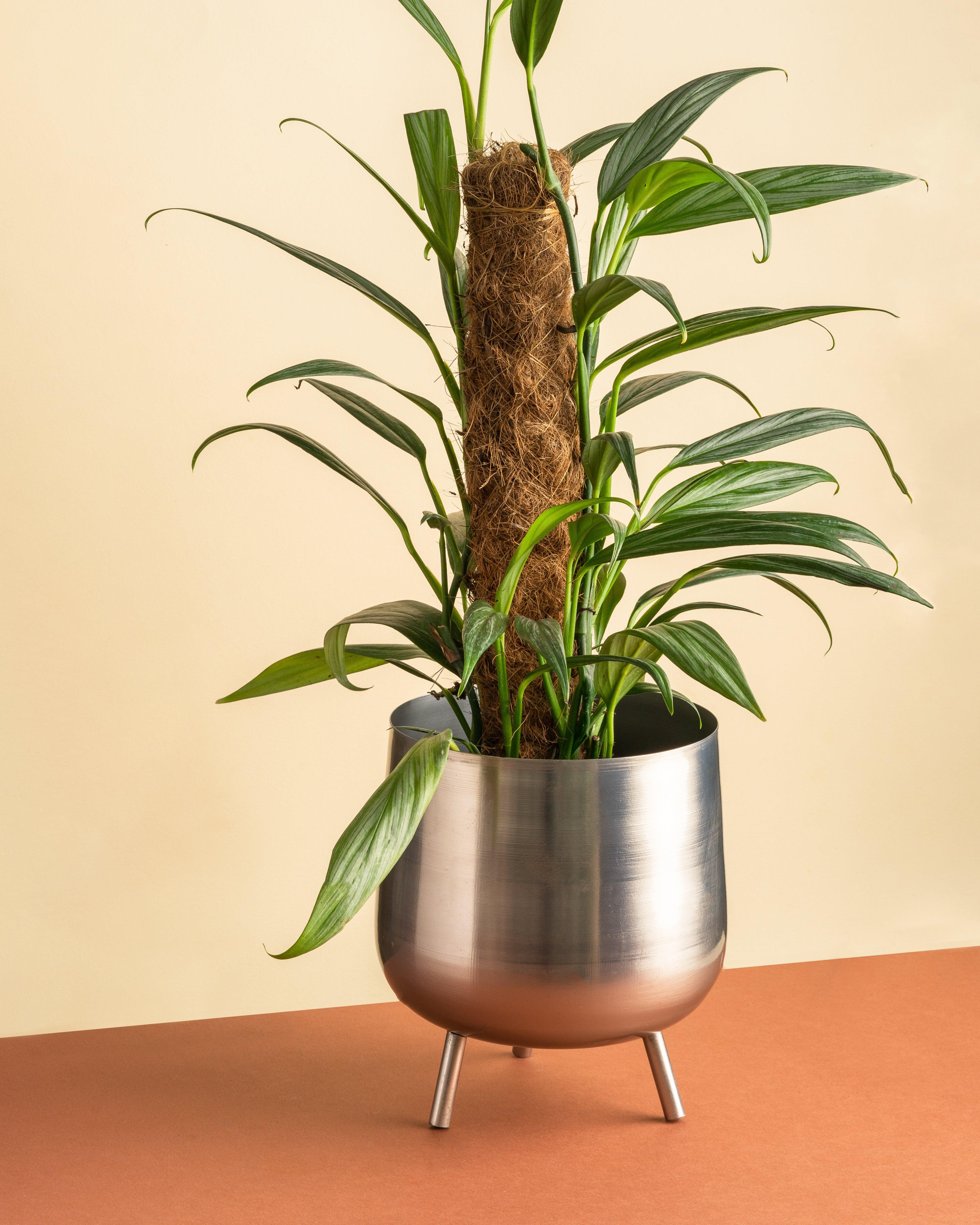 Epipremnum Amplissimum Silver Stripe Pothos | Indoor Plants and ...