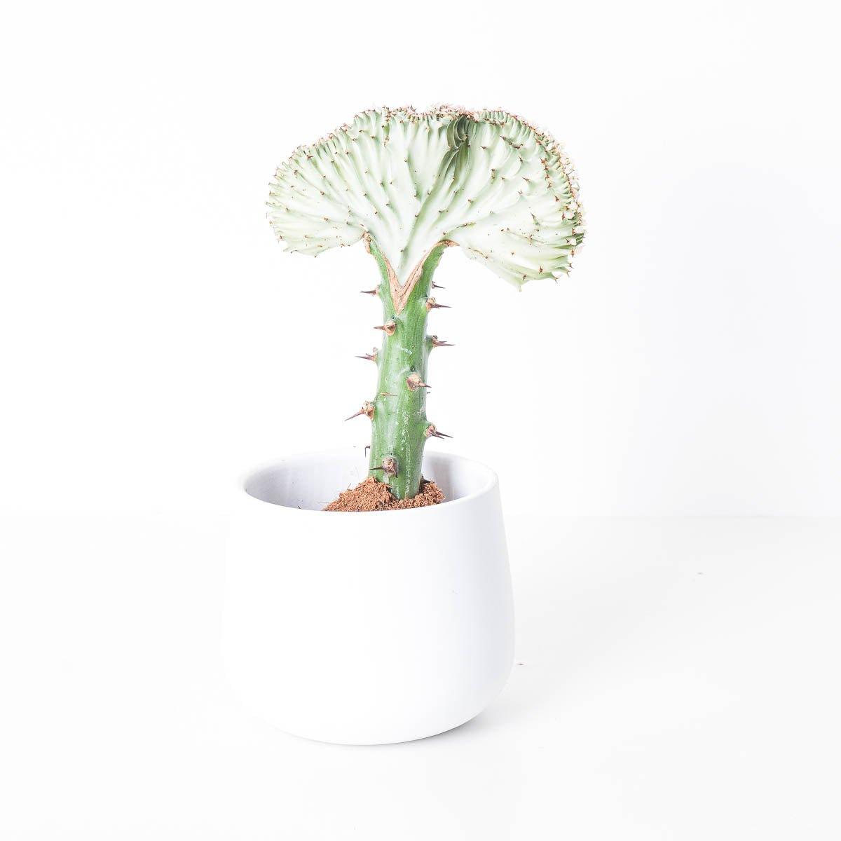 Euphorbia Cristata | Coral Cactus | Indoor Plants and Accessories ...