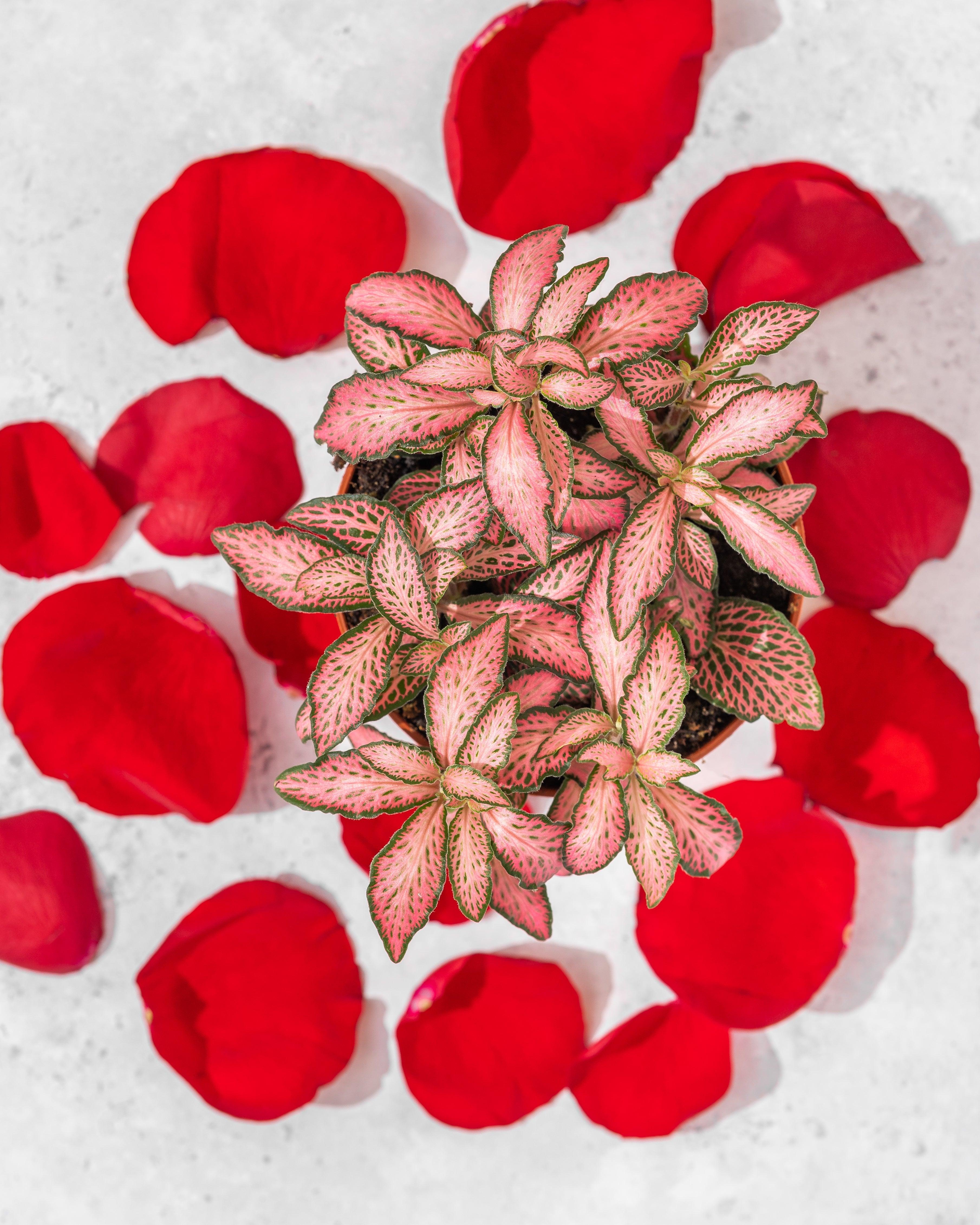 Fittonia Mosaic Pink Forest Flame | Nerve Plant | Indoor Plants and ...