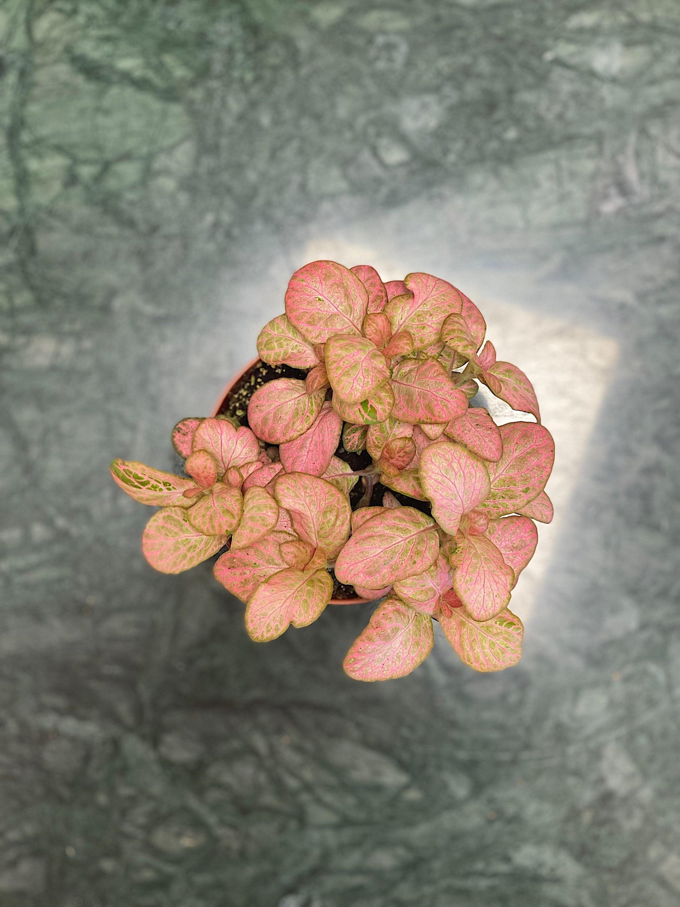 Fittonia Pink | Nerve Plant | 8.5cm Pot | Small House Plant | Indoor ...