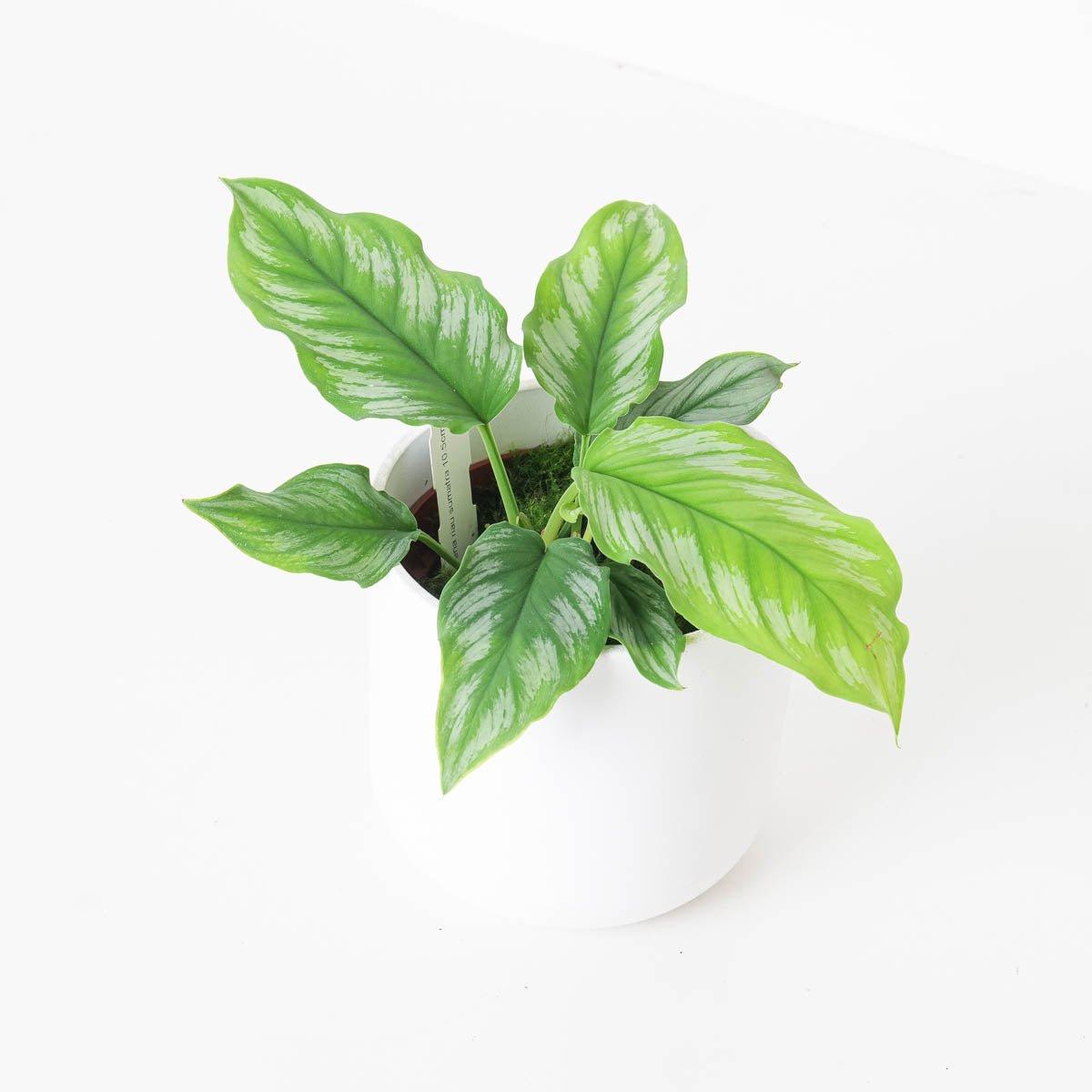 Homalomena sp. Riau Sumatra aka 'Jungle Velvet' | Indoor Plants and ...