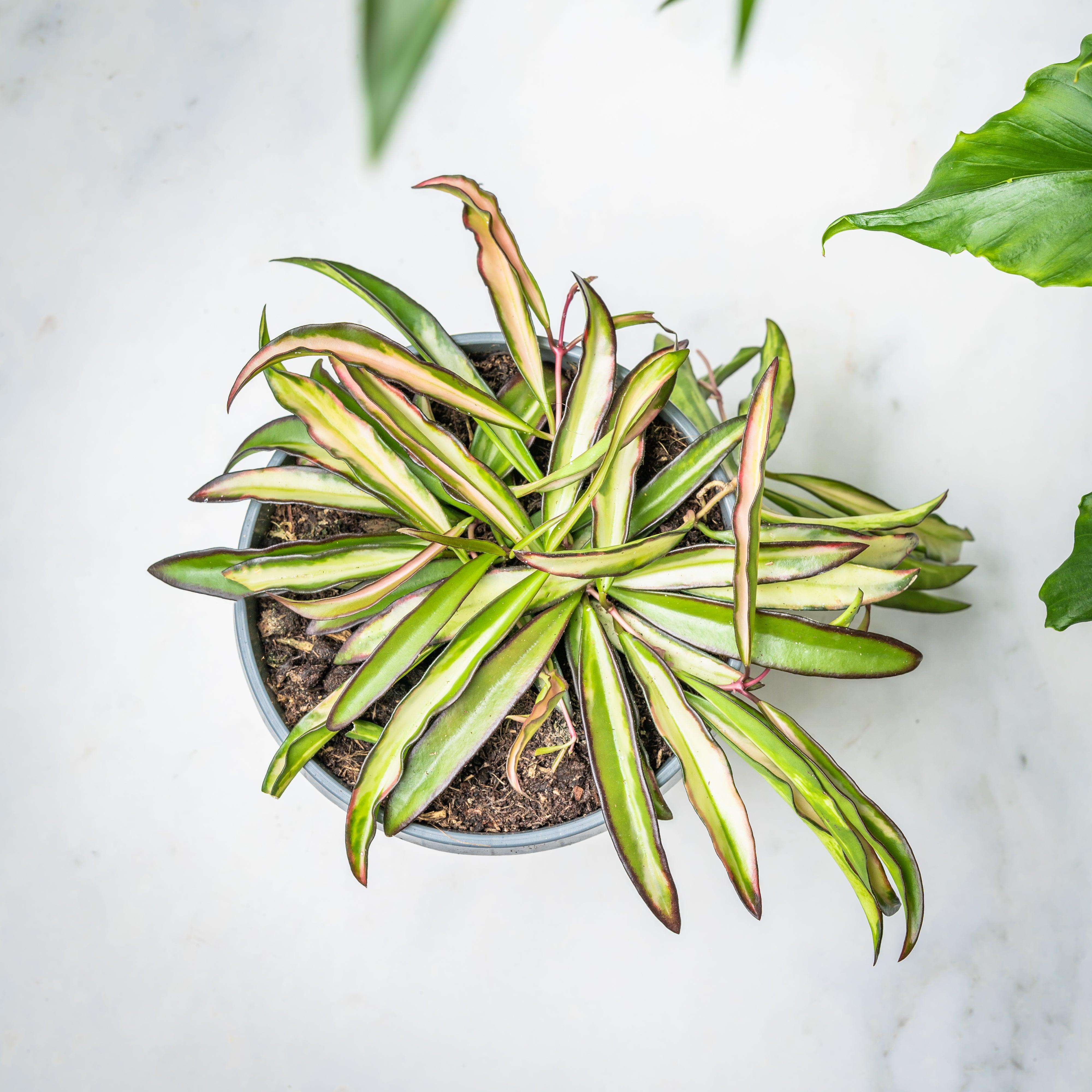 Hoya Wayetti Tricolor | Indoor Plants and Accessories – House of Kojo