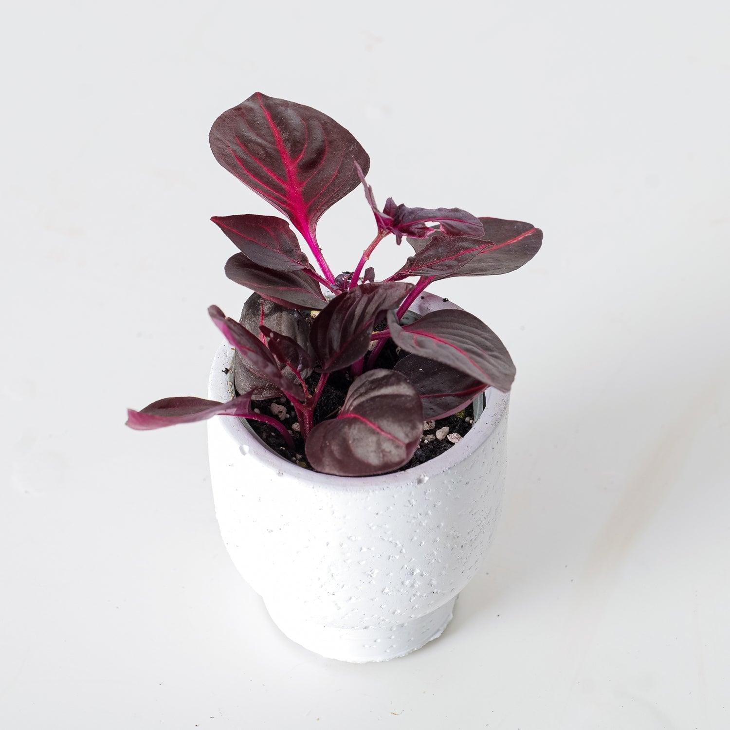 Iresine Herbstii Bloodleaf | Indoor Plants and Accessories – House of Kojo