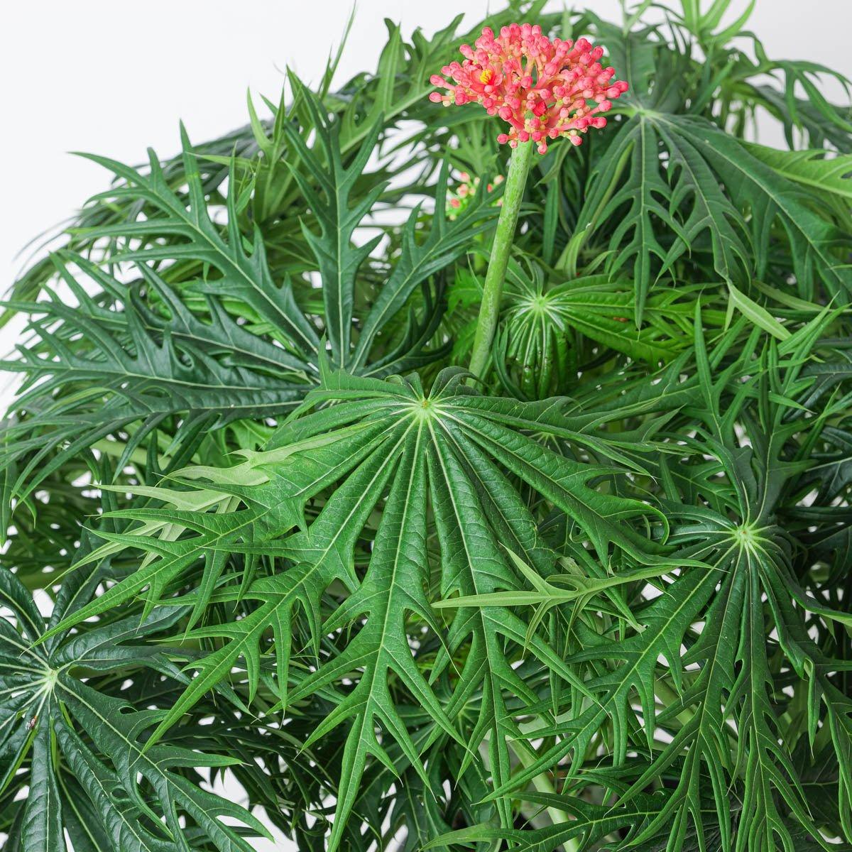 Jatropha multifida | Coral Plant | Indoor Plants and Accessories ...