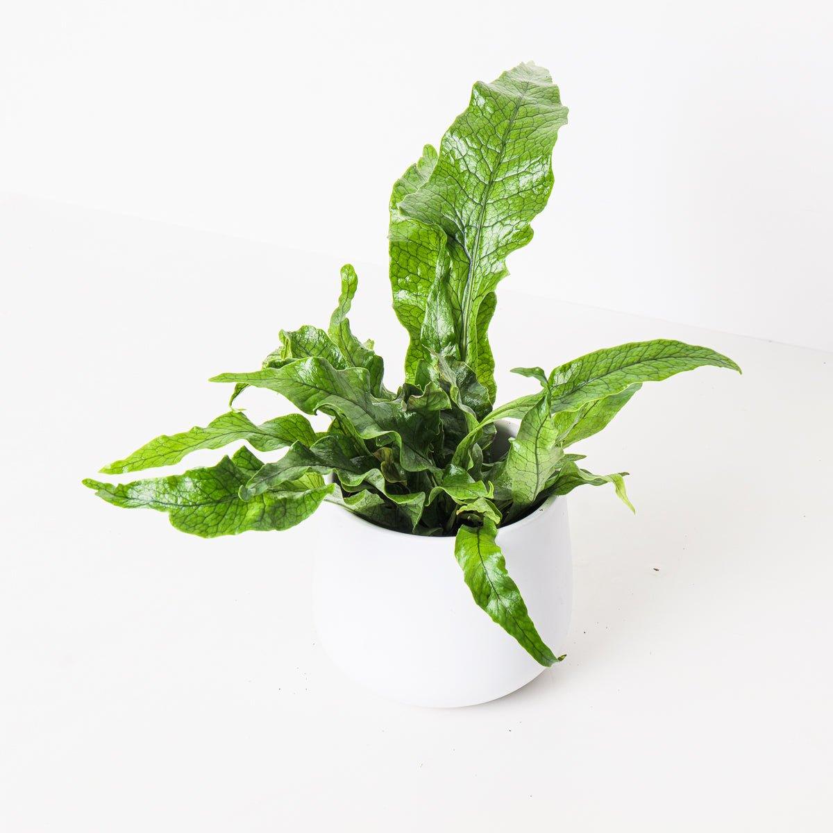 Microsorum Crocodyllus | Crocodile Fern | Indoor Plants and Accessories ...