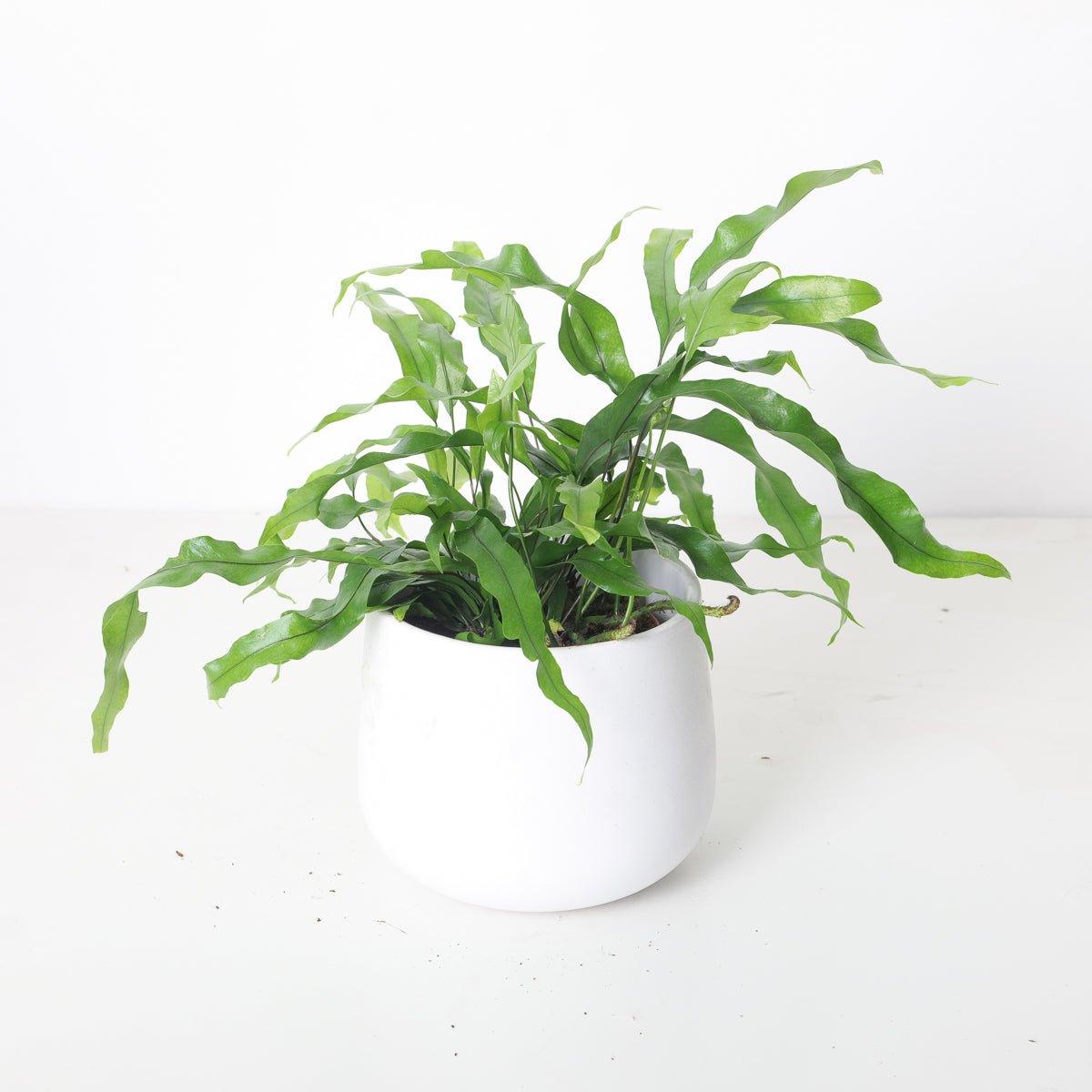 Microsorum diversifolium | Kangaroo Fern | Indoor Plants and ...