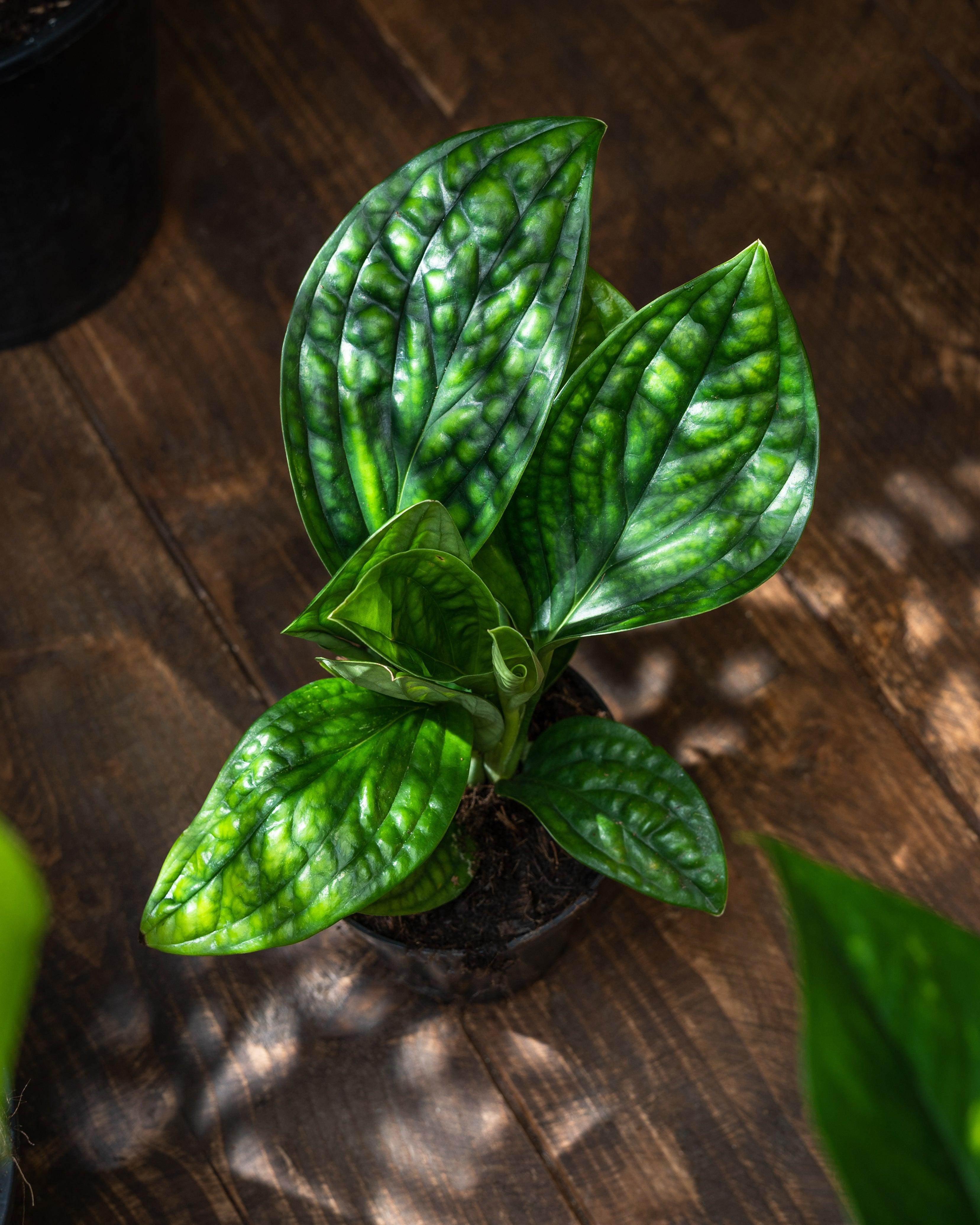 Monstera Karstenianum Peru | Marble Planet | Indoor Plants and ...