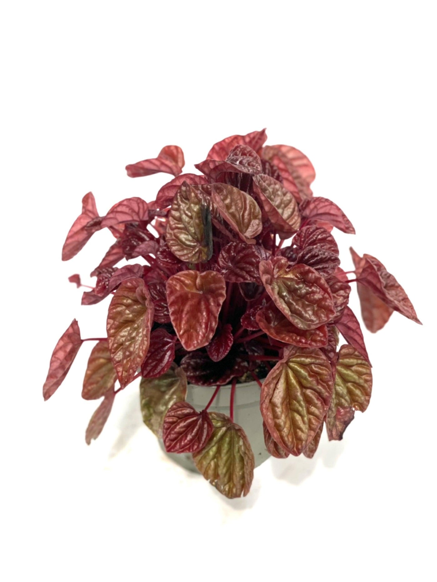 Peperomia Caperata Quito | 11cm Pot | Pet Friendly House Plant | Indoor ...