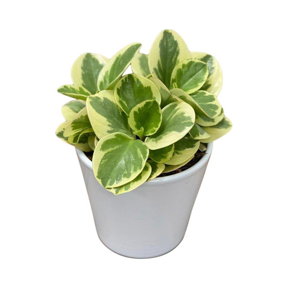 Peperomia Obtipan Variegated | 12cm Pot | Pet Friendly House Plant ...