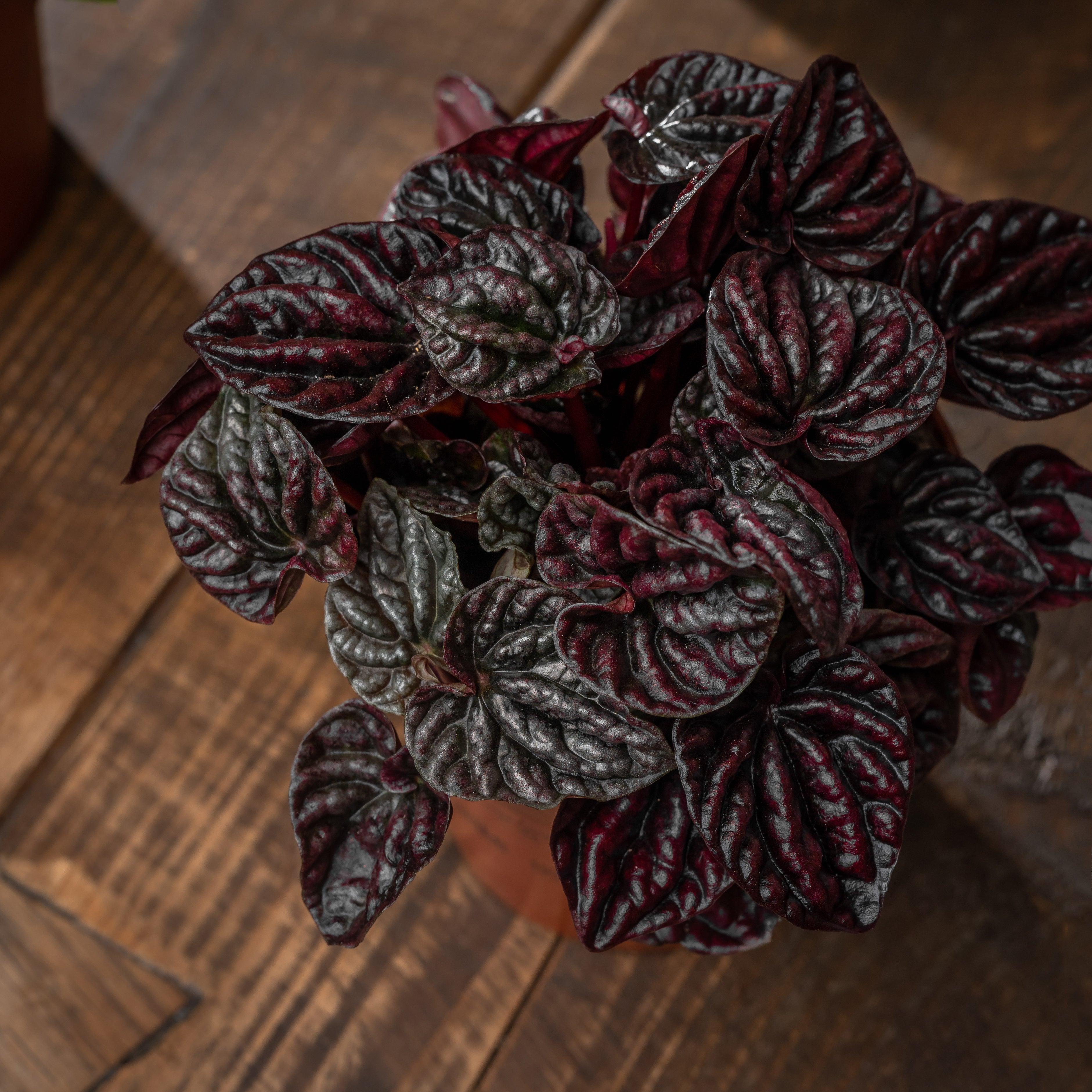 Peperomia Schumi Red Sienna Sunset | 11cm Pot | House Plant | Indoor ...
