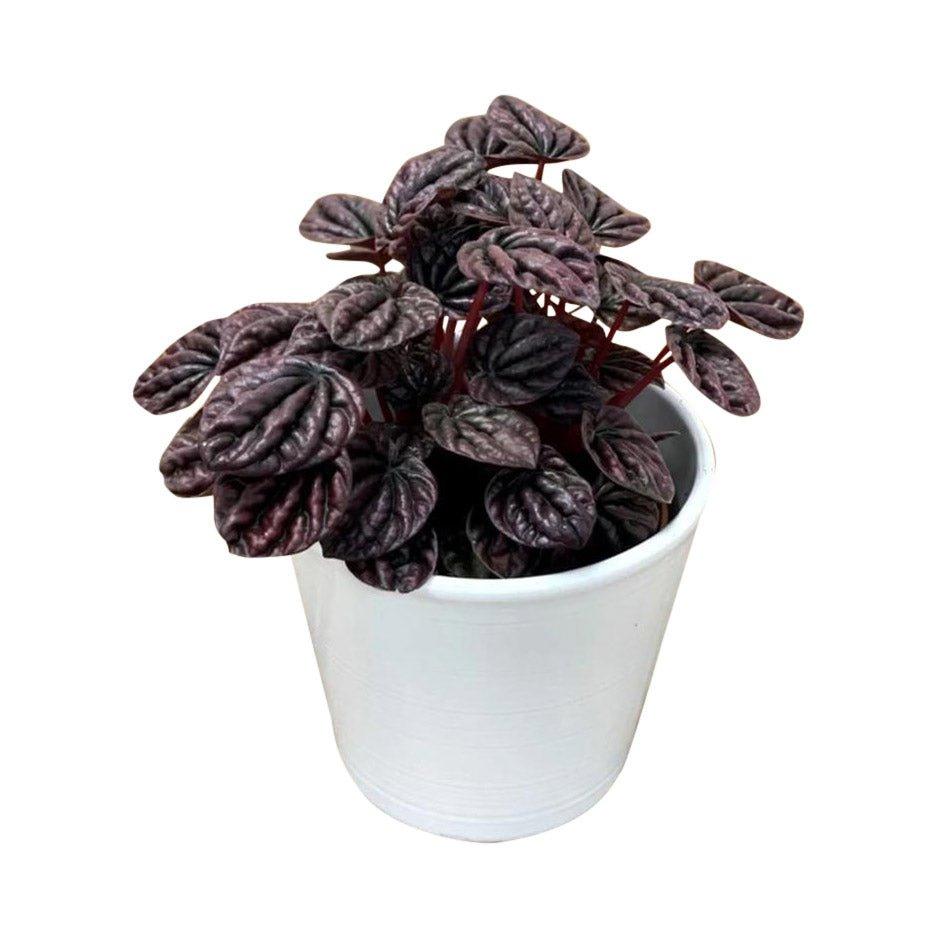 Peperomia Schumi Red Sienna Sunset | 11cm Pot | House Plant | Indoor ...