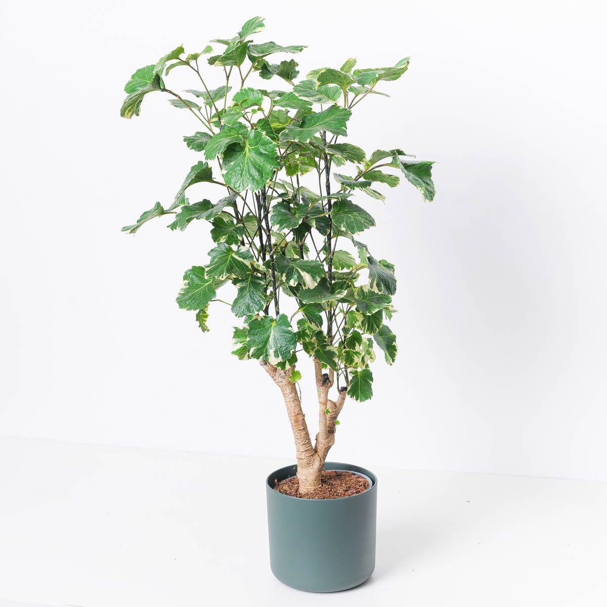 Polyscias balfouriana | Indoor Plants and Accessories – House of Kojo