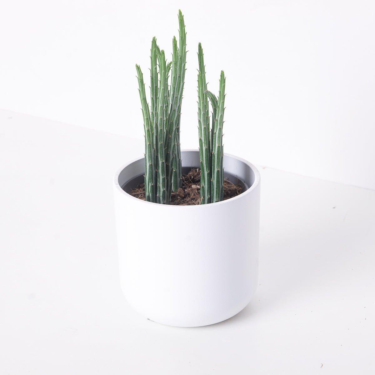 Senecio Stapeliiformis | Pickle Cactus | Indoor Plants and Accessories ...