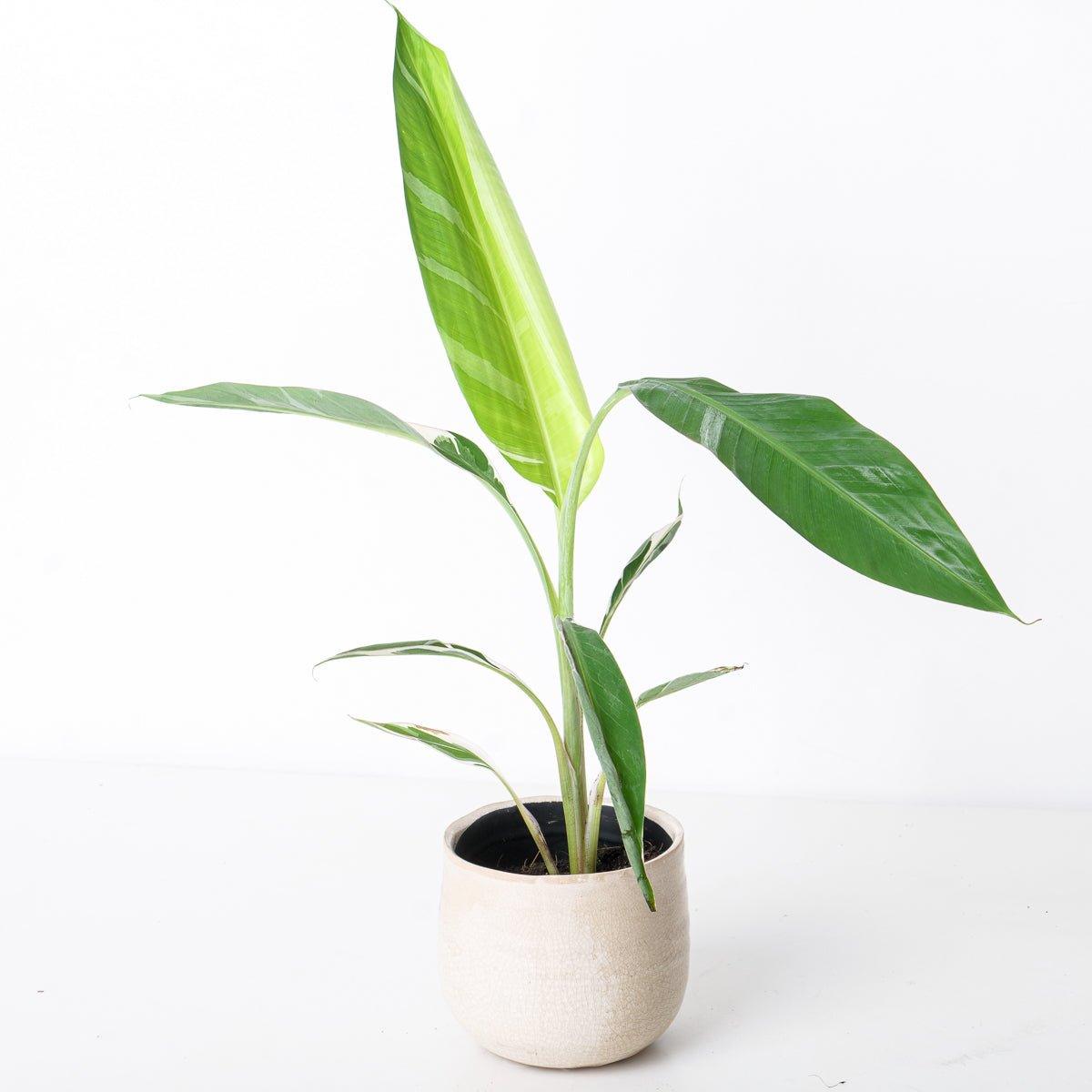 Variegated Banana Plant | Musa Florida | Indoor Plants and Accessories ...