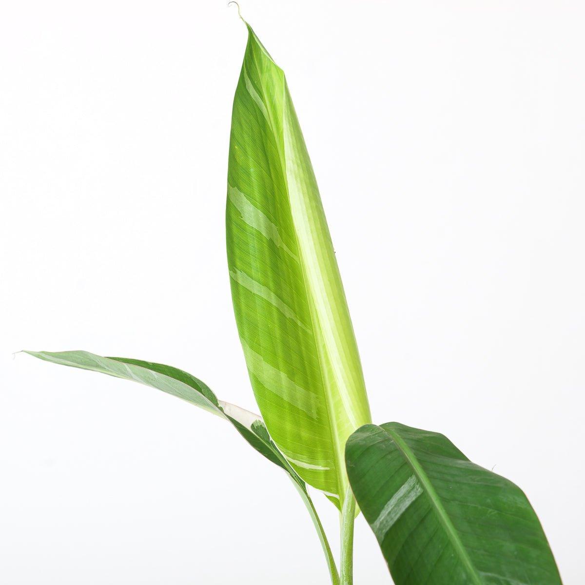 Variegated Banana Plant | Musa Florida | Indoor Plants and Accessories ...